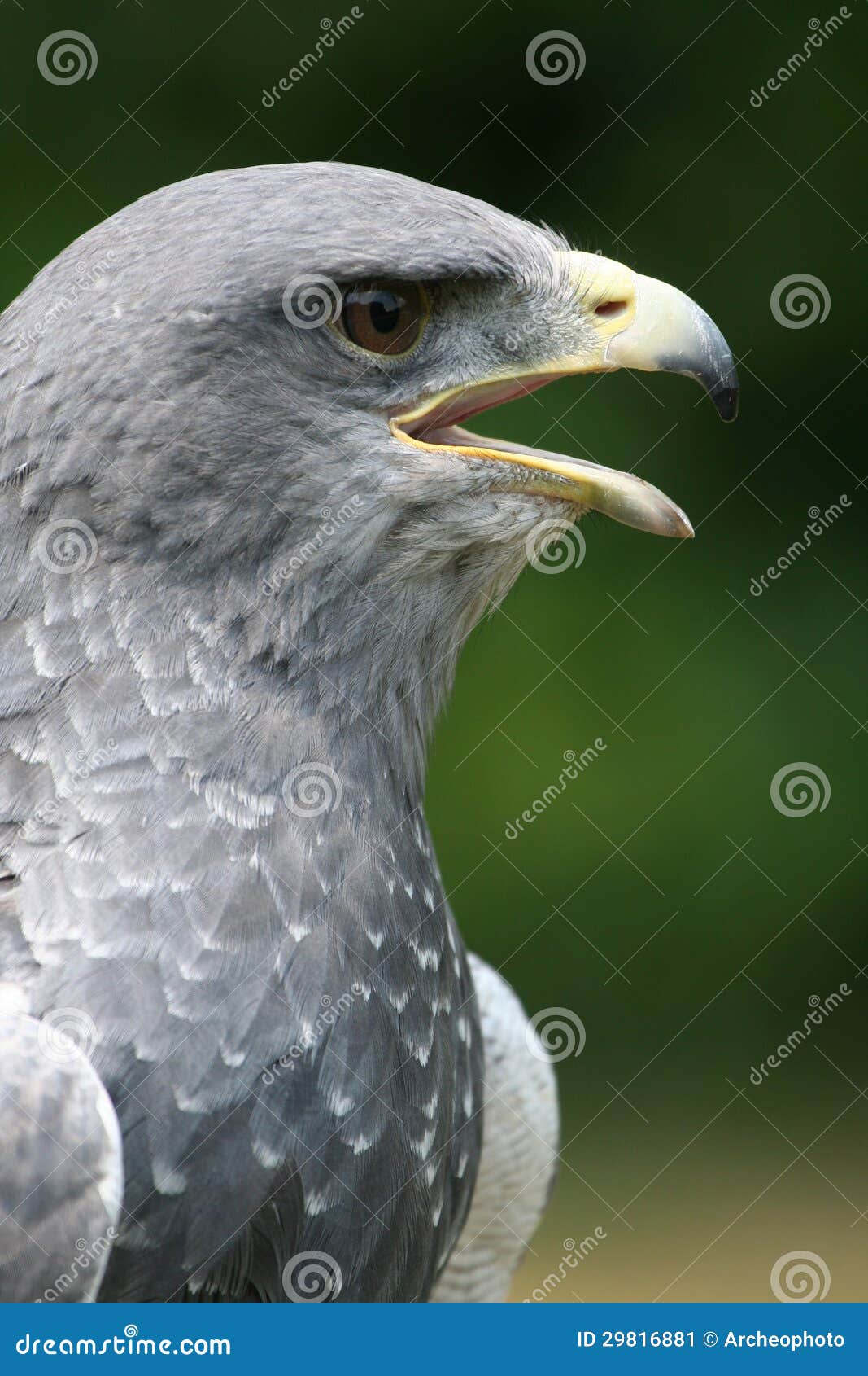 Chested Buzzard close-up stock image. Image of white - 29816881