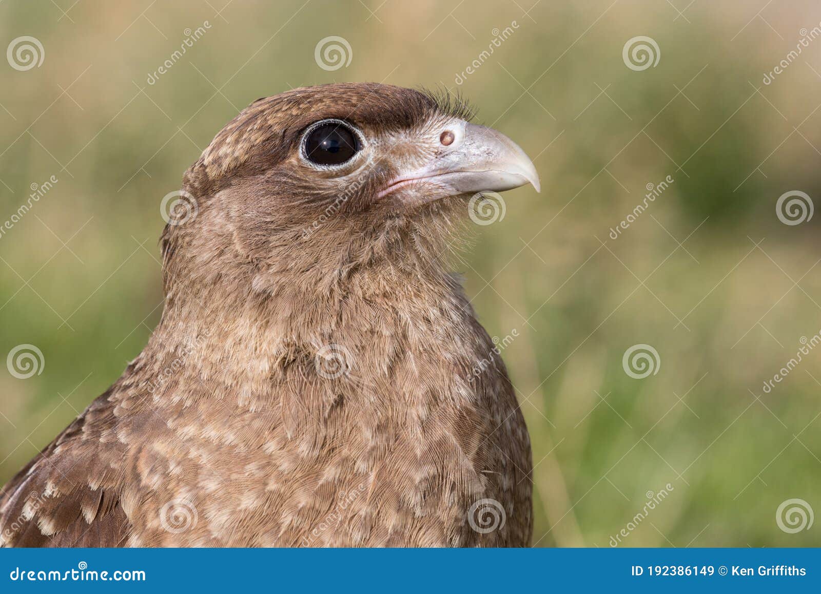 Chimango Caracara stock image. Image of portrait, chimango - 192386149