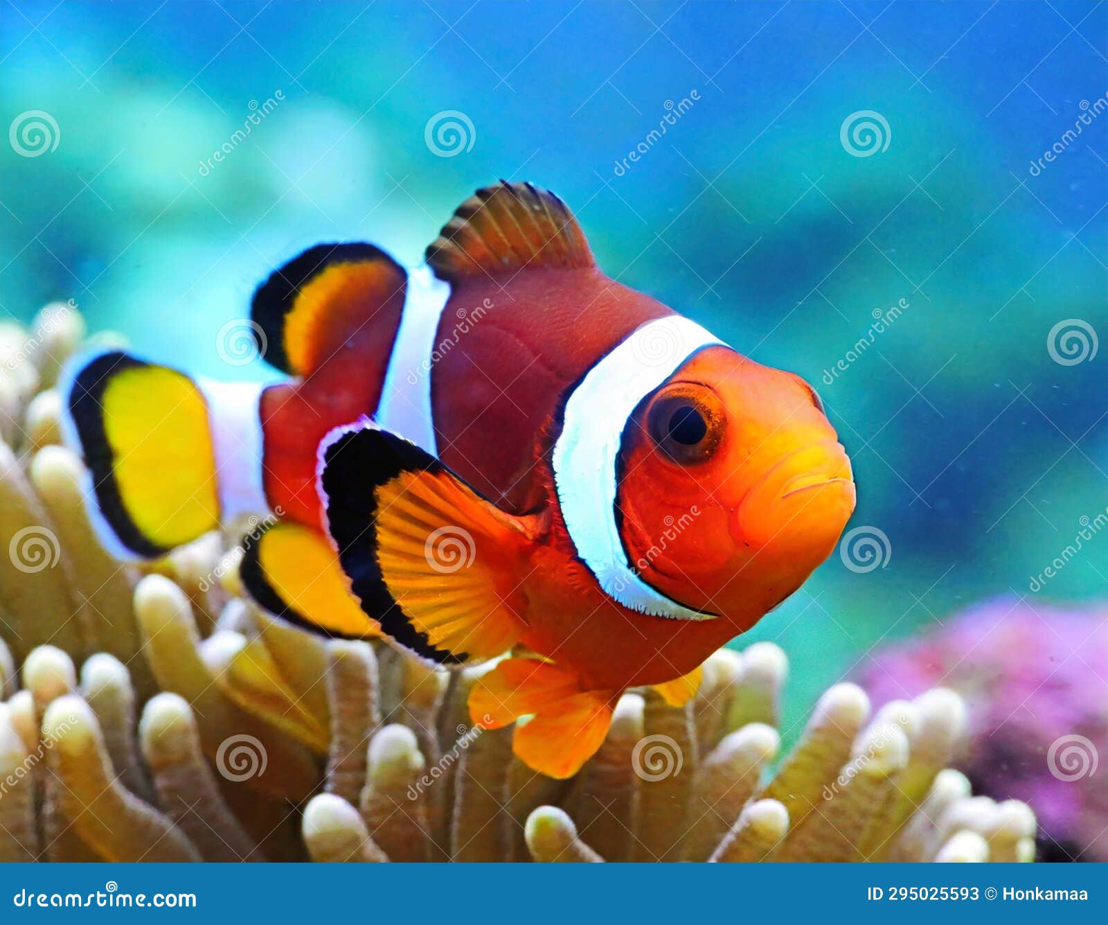 Close-up Portrait Of A Clown Fish Stock Image | CartoonDealer.com ...