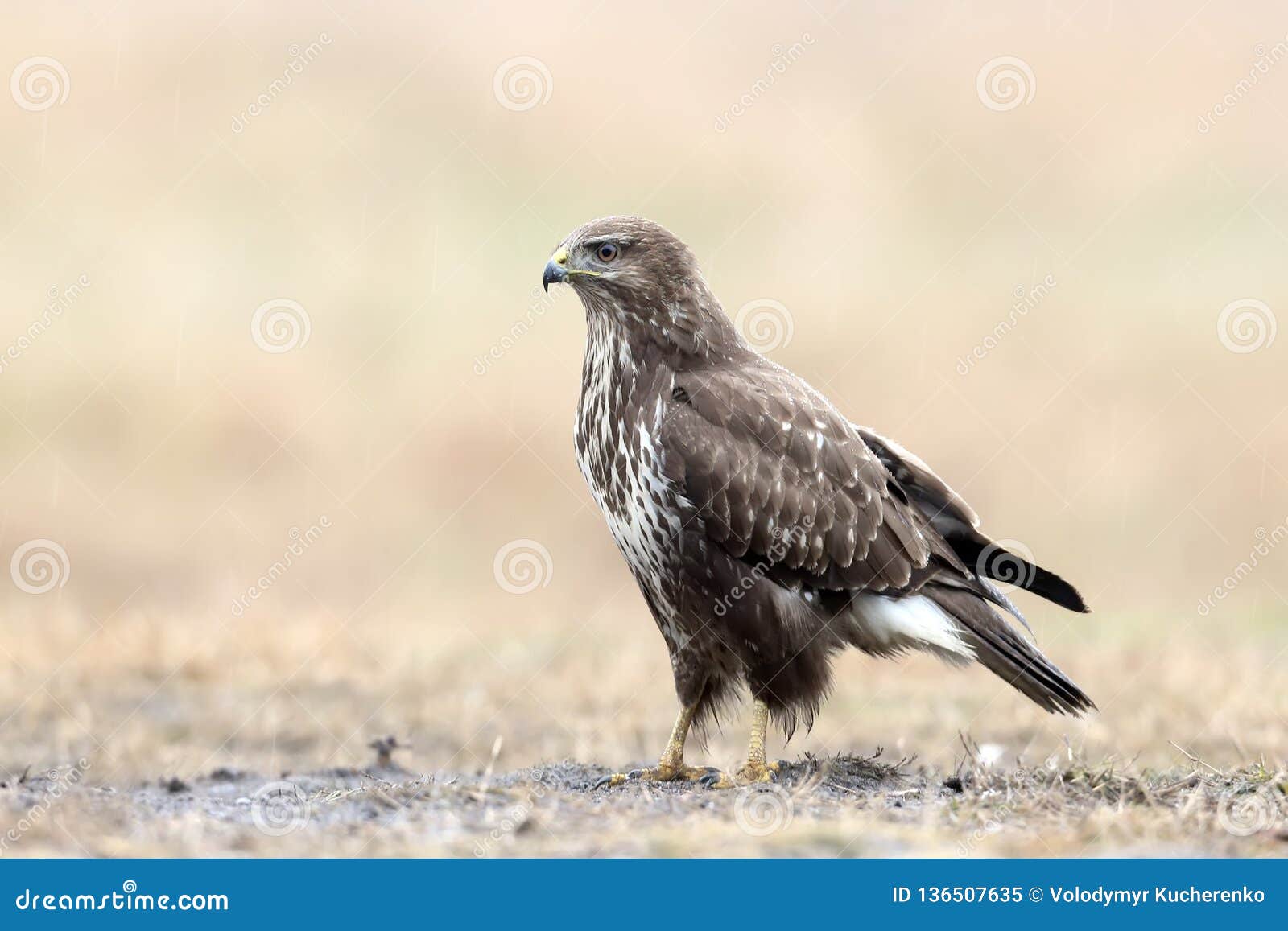 Close-up Portrait of a Common Buzzard Stock Image - Image of natural ...