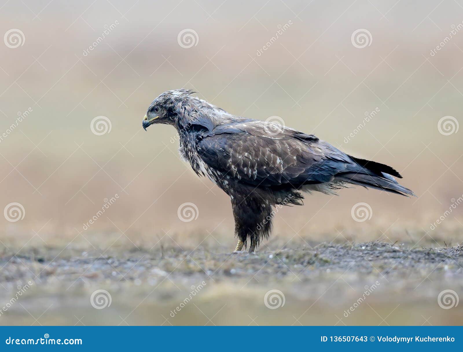 Close-up Portrait of a Common Buzzard Stock Image - Image of portrait ...