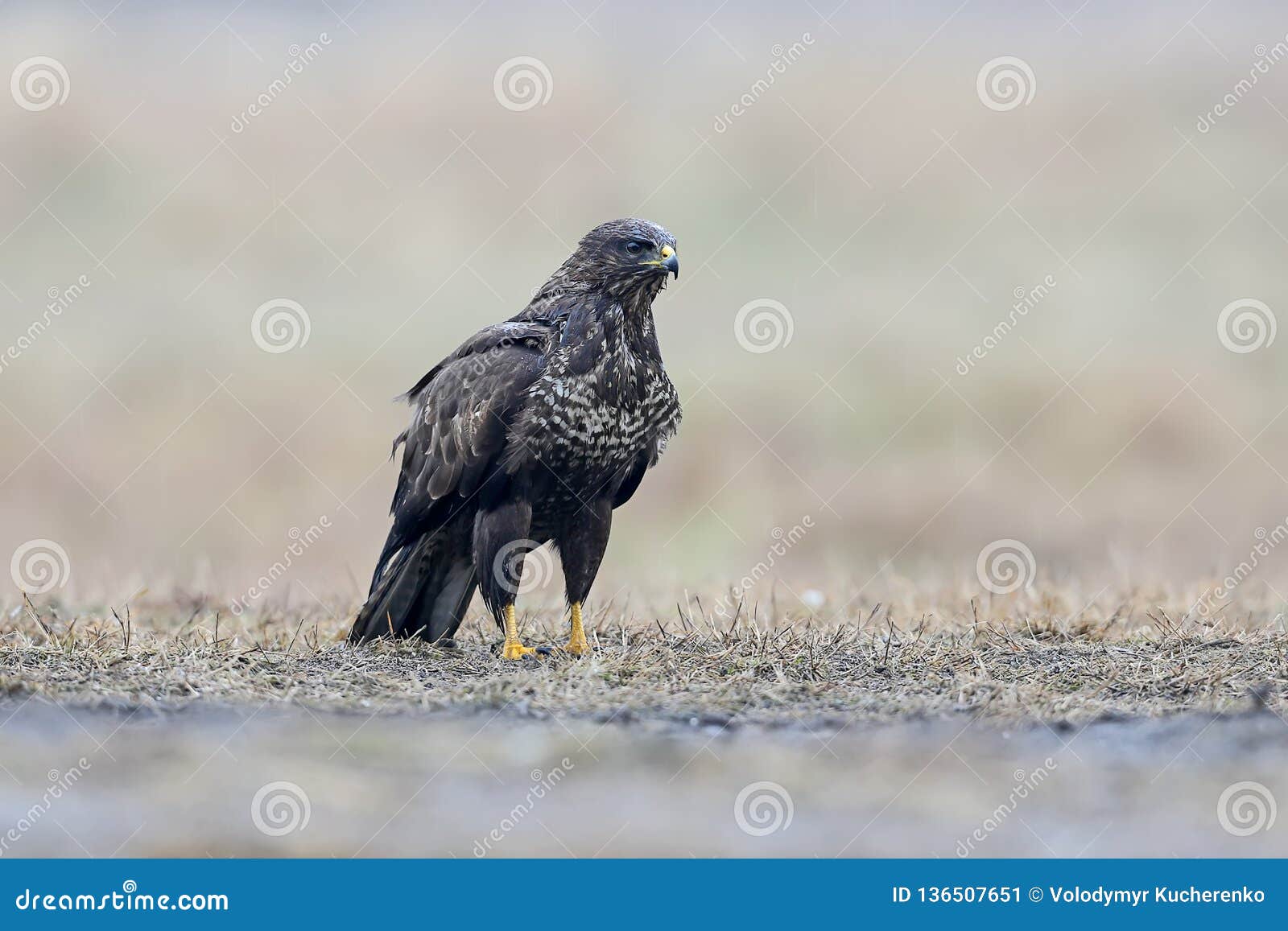 Close-up Portrait of a Common Buzzard Sitting on the Ground Stock Image ...