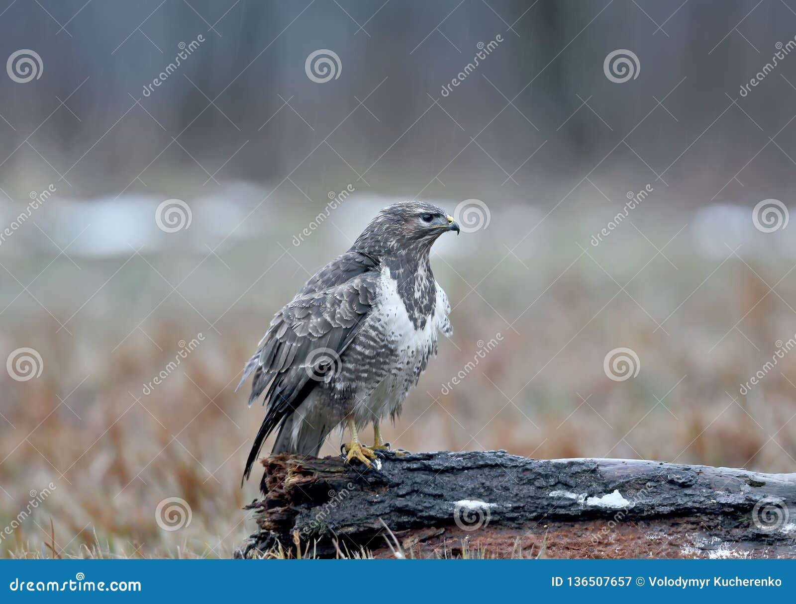 Close-up Portrait of a Common Buzzard Stock Image - Image of hunt ...
