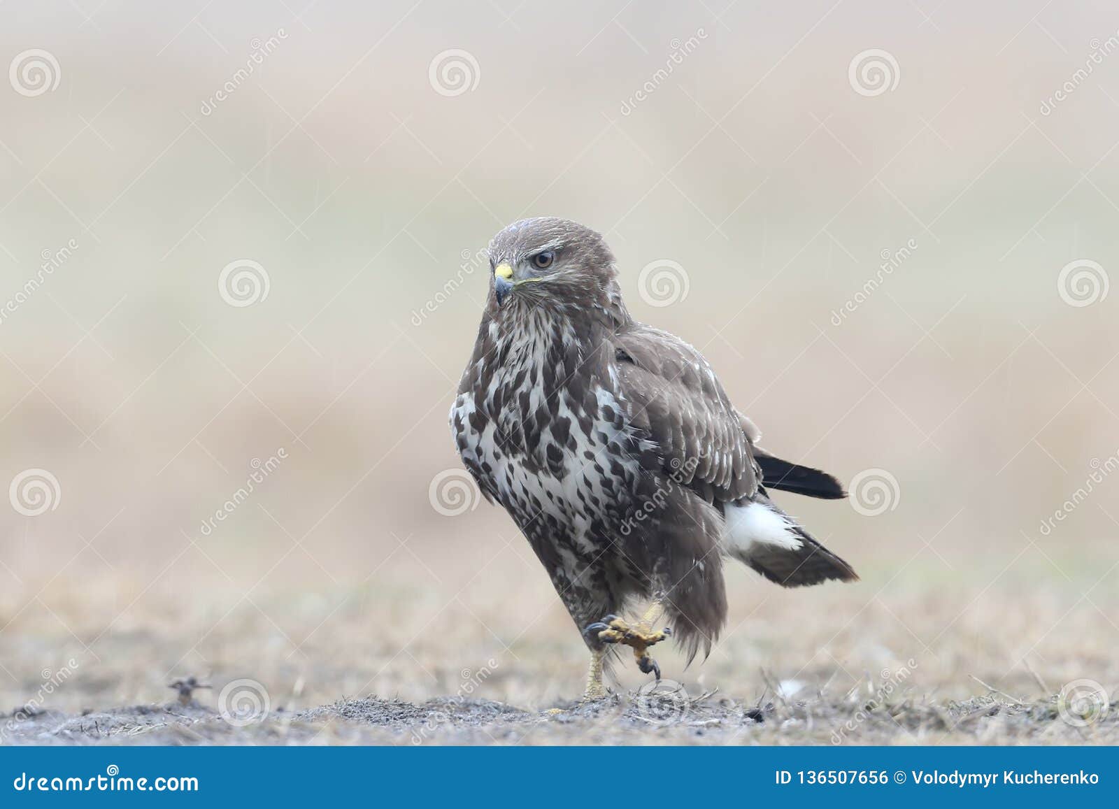 Close-up Portrait of a Common Buzzard Walking Stock Photo - Image of ...