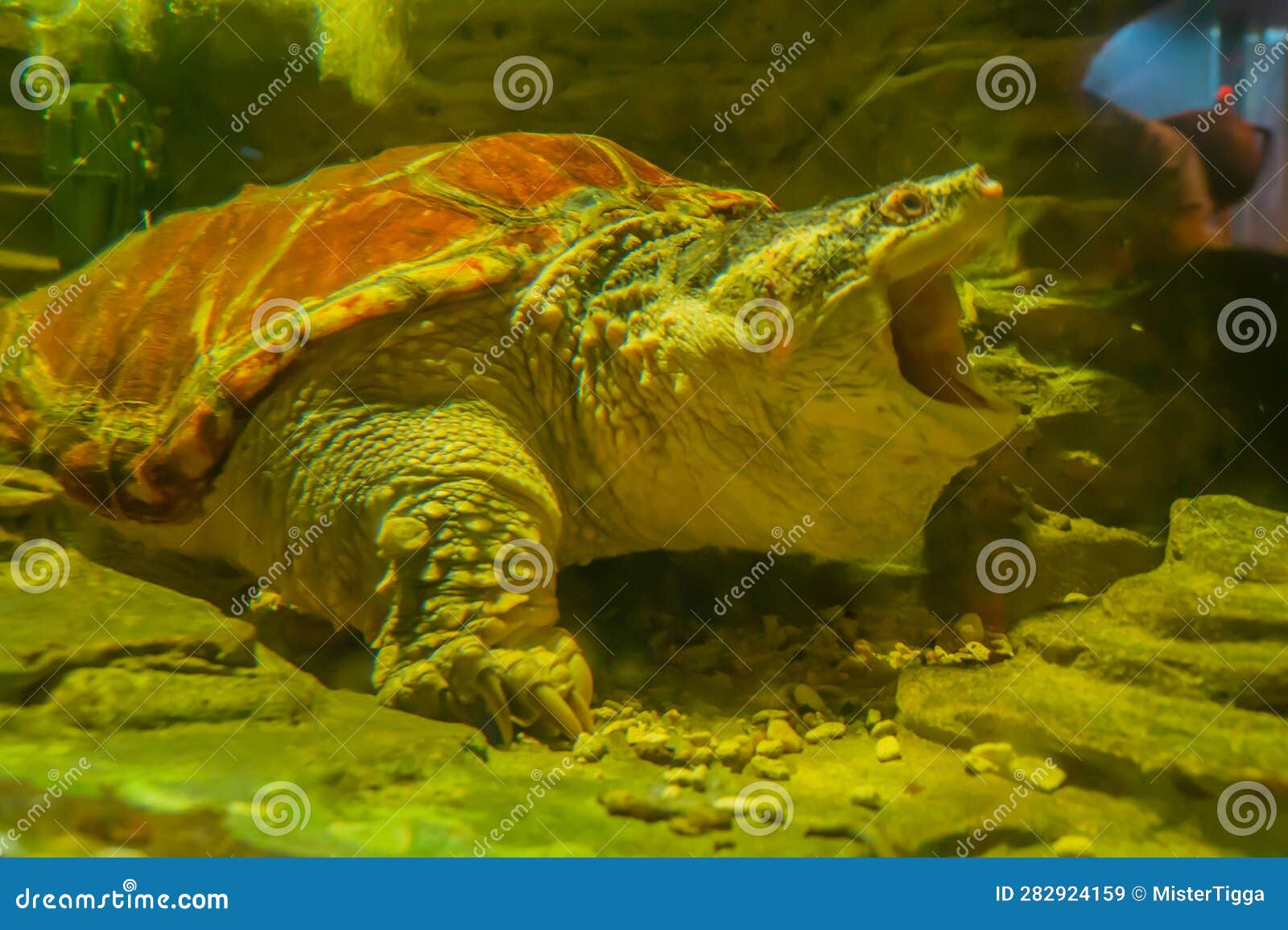 A Close Up Portrait of a Common Snapping Turtle. Stock Image - Image of ...