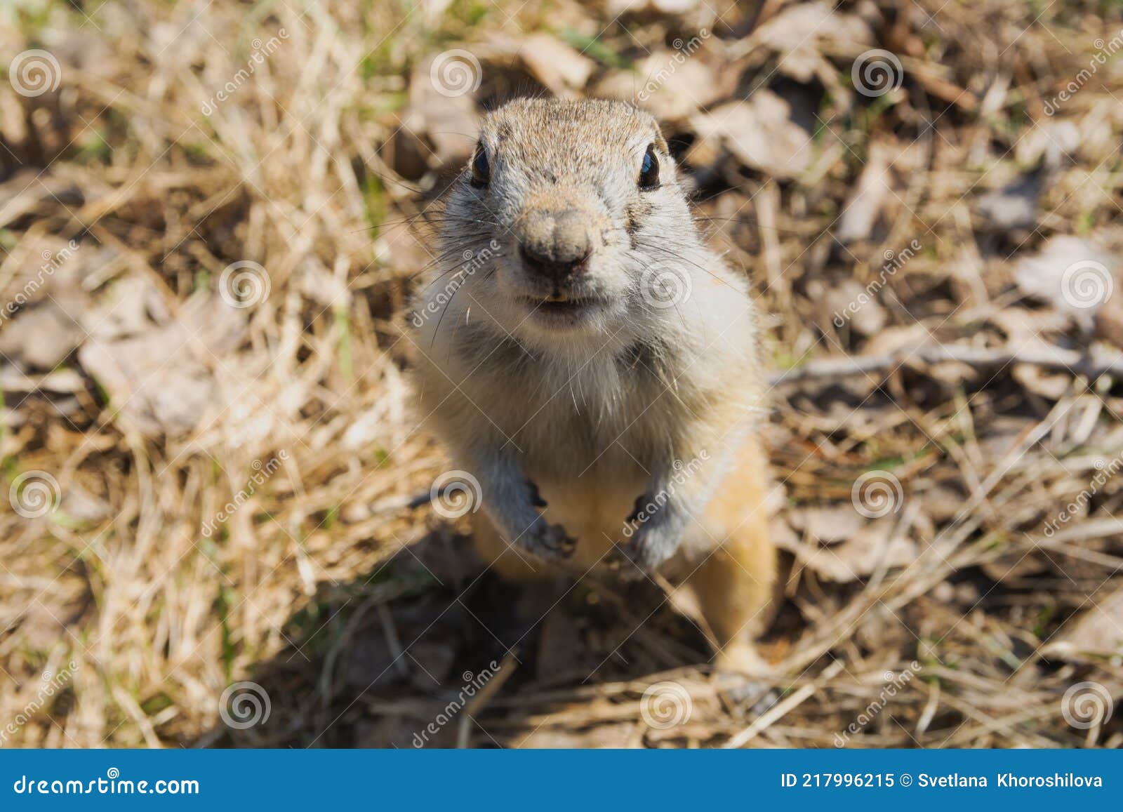 Close-up Portrait of a Curious Gopher Sitting in a Field Stock Image ...