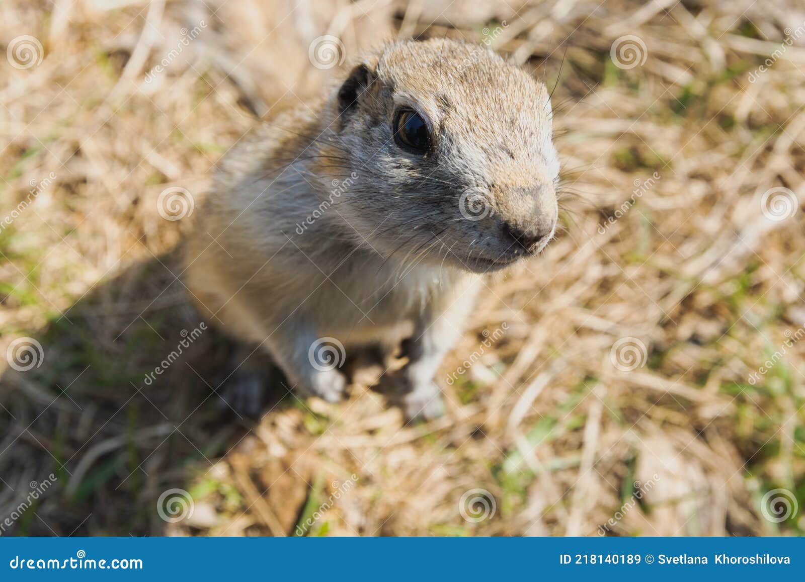 Close-up Portrait of a Curious Gopher Sitting in a Field Stock Image ...