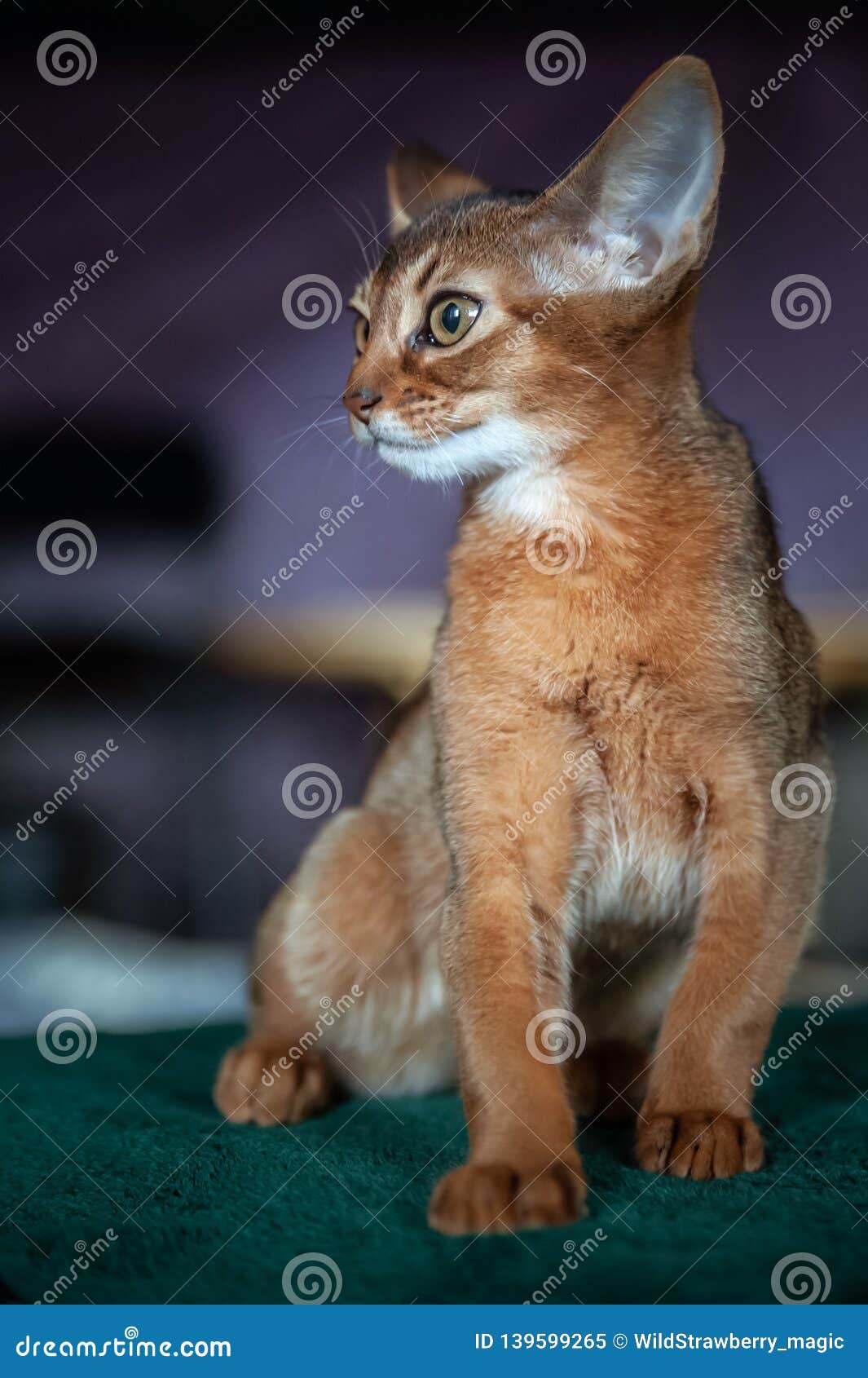 Close-up Portrait Cute Abyssinian Kitten Sits Stock Image - Image of ...