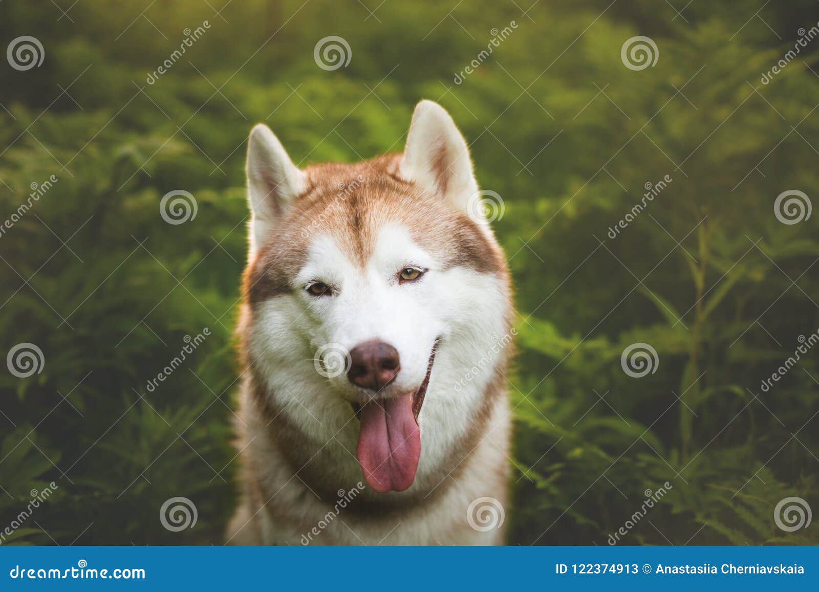 Close-up Portrait of Friendly Beautiful Beige and White Siberian Husky ... Close-up Portrait of Friendly Beautiful Beige and White Siberian Husky ...