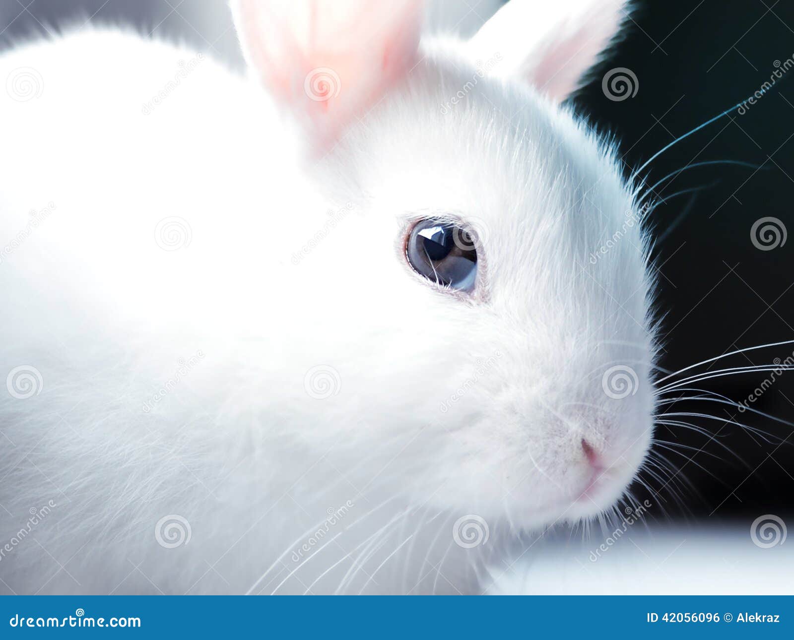 Close Up Portrait of Cute Bunny Stock Photo - Image of eating, easter ...