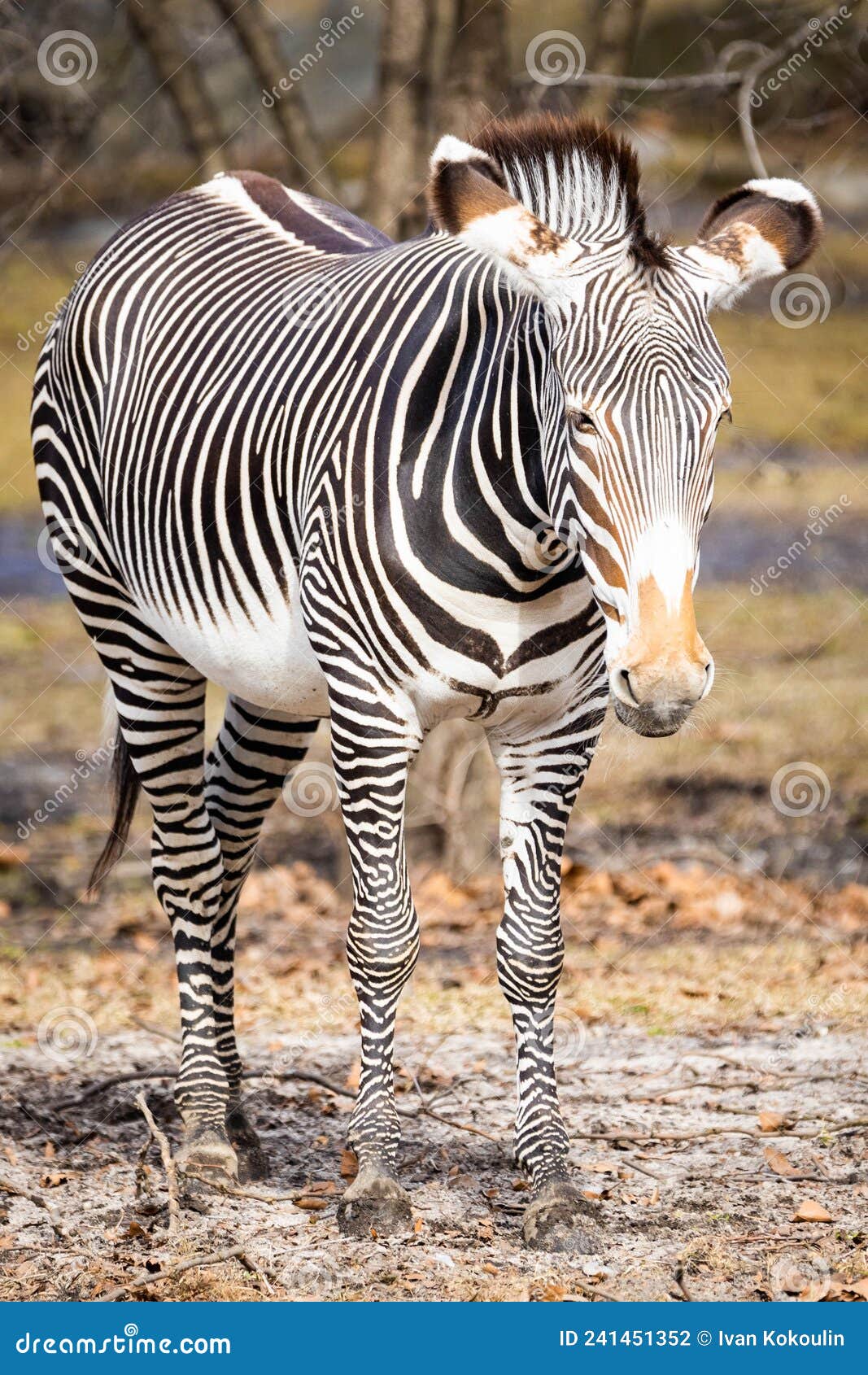 Close Up Portrait of Cute Zebra Standing Stock Photo - Image of ...