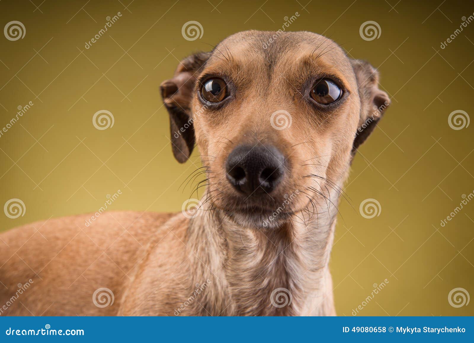 Close-up Portrait of the Dog Face Stock Photo - Image of happy, eating ...