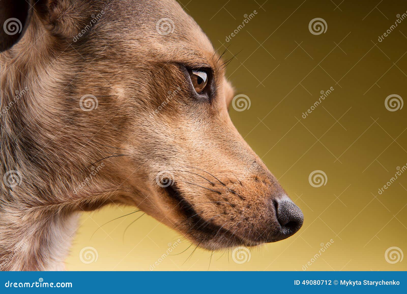 Close-up Portrait of the Dog Face Stock Photo - Image of loyal, doggy ...