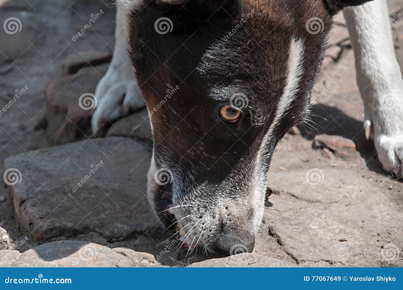 Close Up Portrait of a Dog on the Stones Stock Image - Image of breed ...