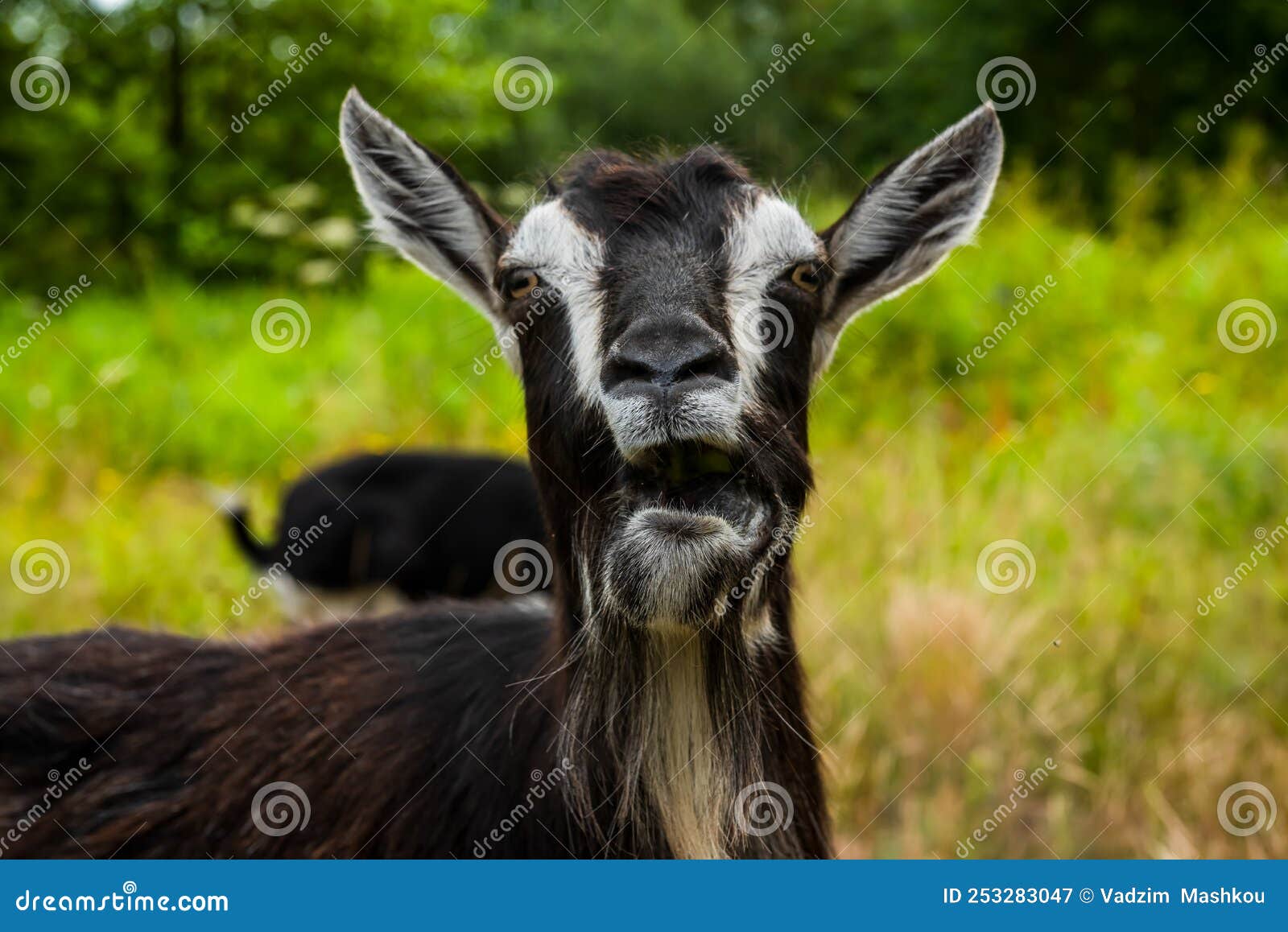Close-up Portrait of a Domestic Goat. Goat Looking at the Camera Stock ...