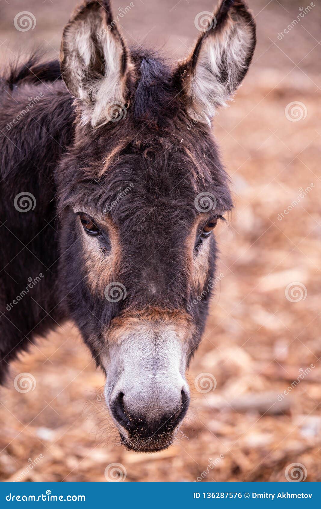 Close Up Portrait of Donkey Looking Straight Stock Photo - Image of ...