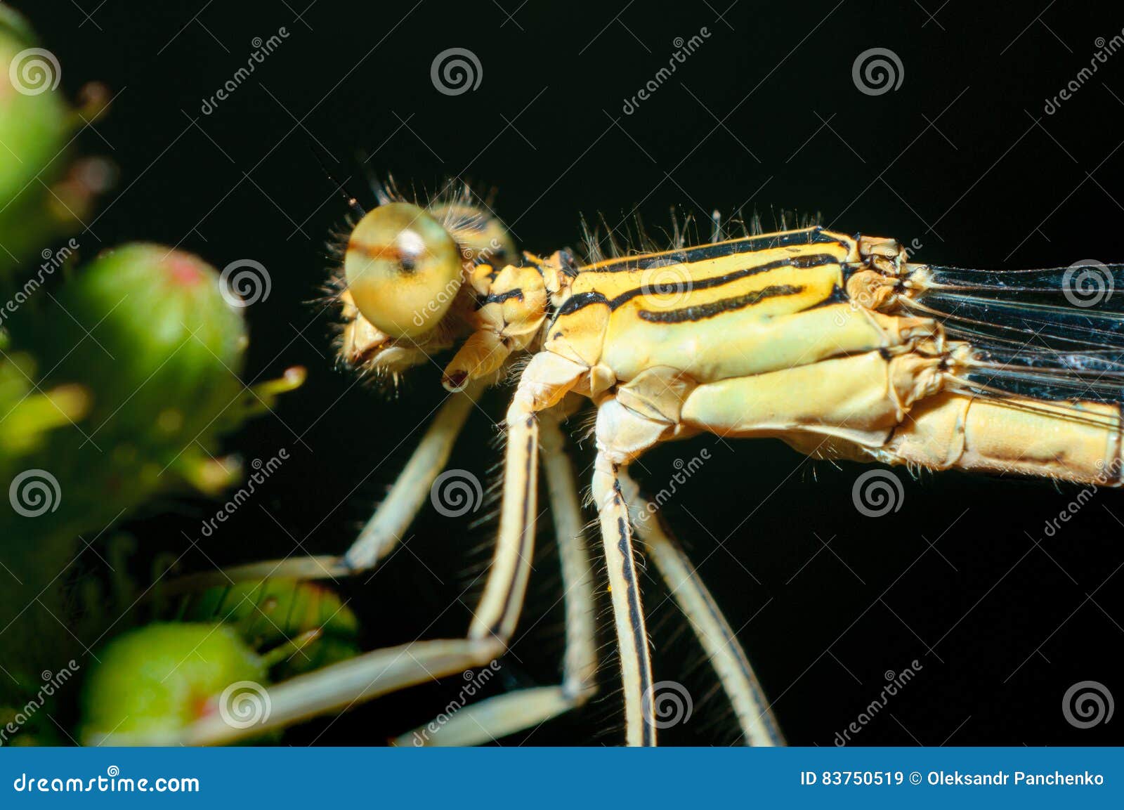 Close-up Portrait Dragonfly. Eating Insect Stock Image - Image of ...