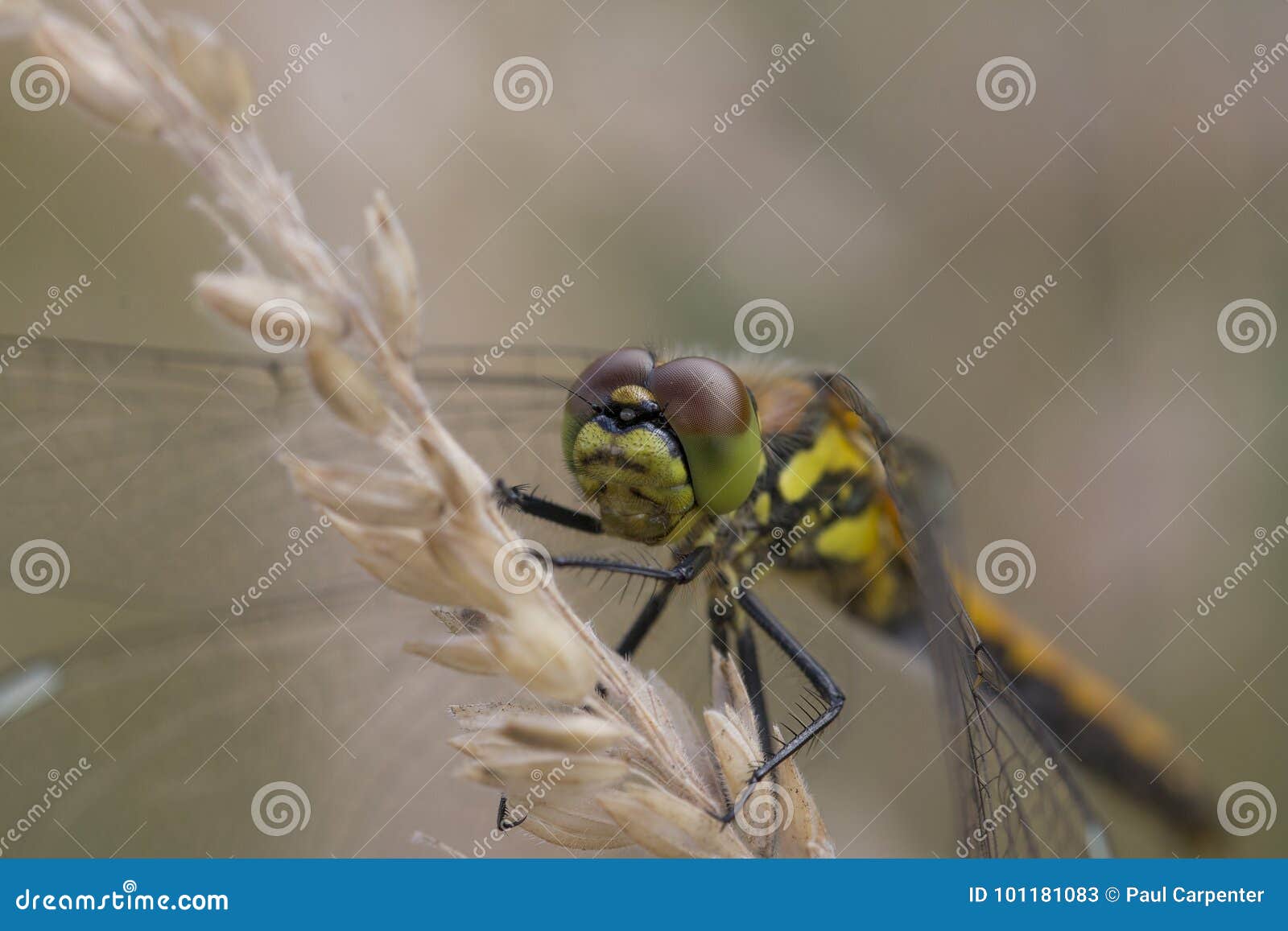 Dragonfly face portrait stock image. Image of cairngorms - 101181083