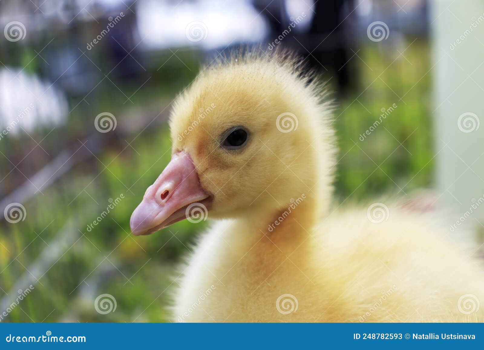 Close-up Portrait of a Duckling Looking into the Camera Stock Image ...