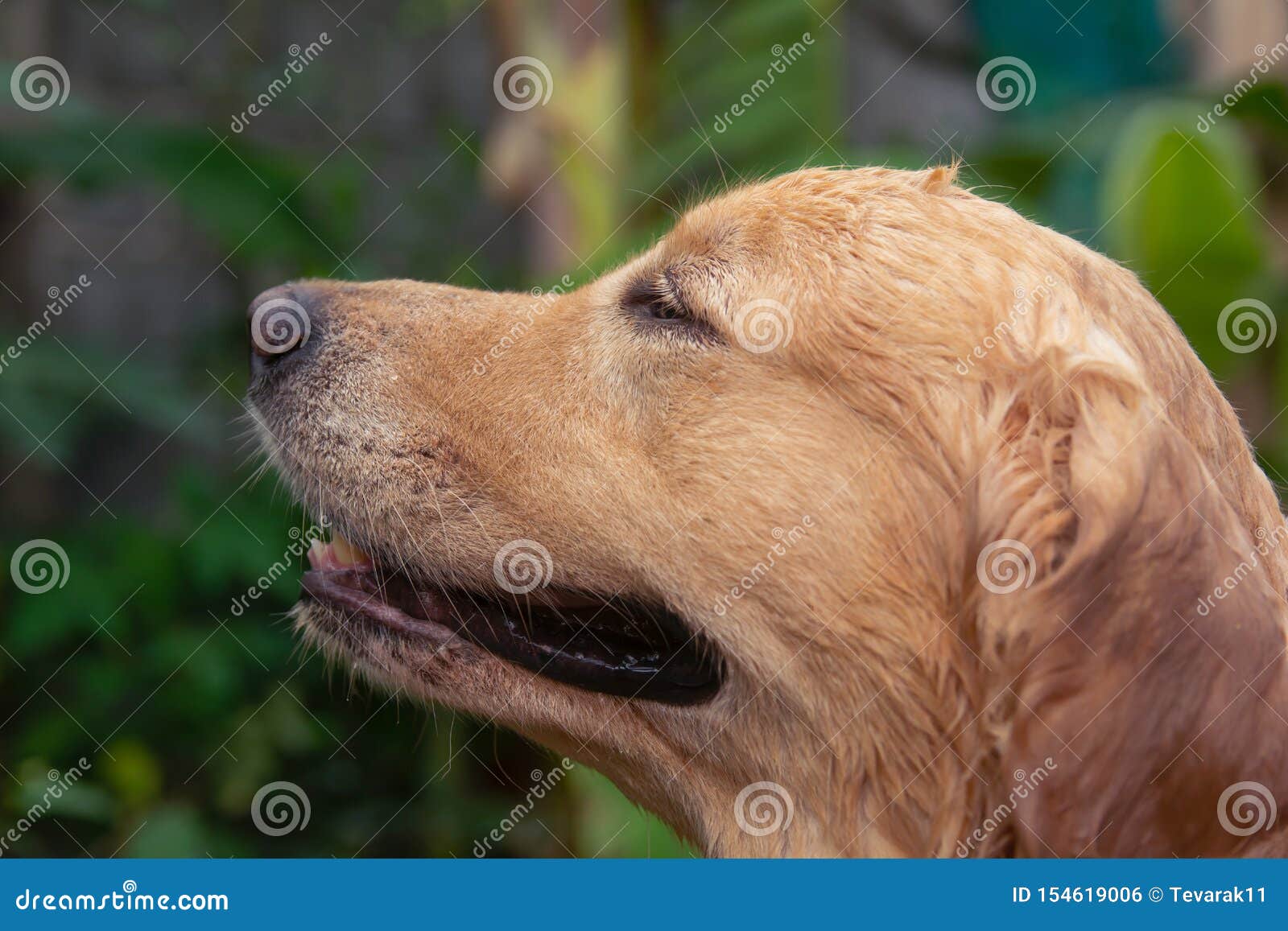 Close-up Portrait of Face Golden Retriever Stock Photo - Image of ...