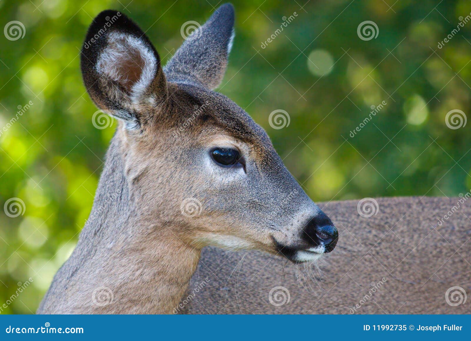 Close Up Portrait of Female Deer. Stock Image - Image of animal, white ...