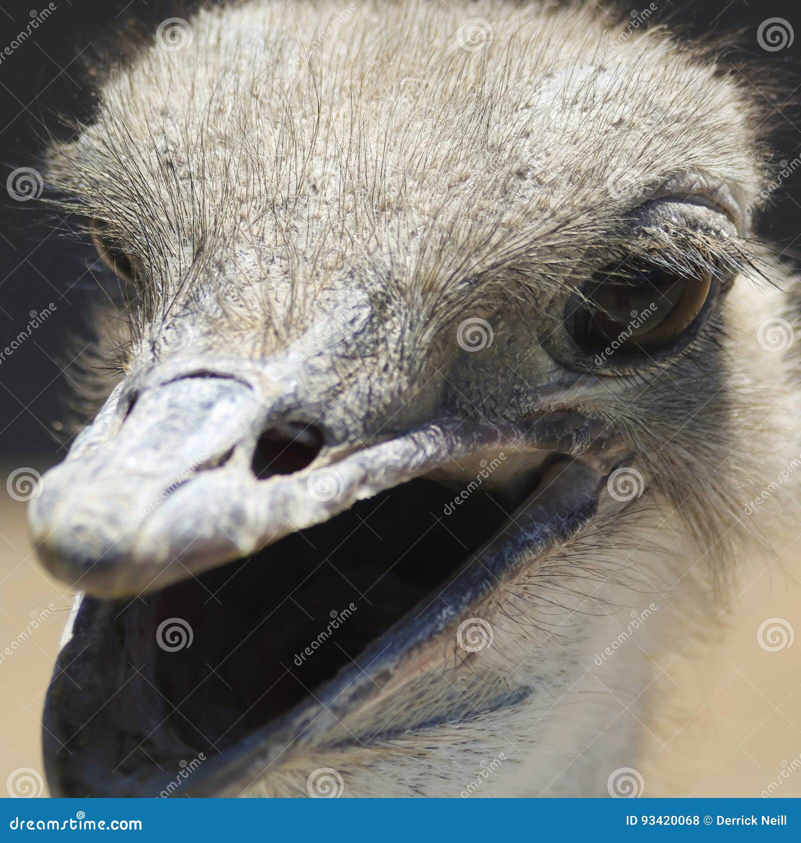 A Close Up Portrait of a Female Ostrich Stock Photo - Image of neck ...