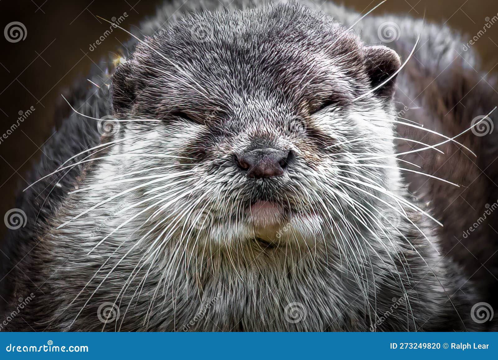 Close-up Portrait of a Fish Otter Stock Photo - Image of asia, fish ...