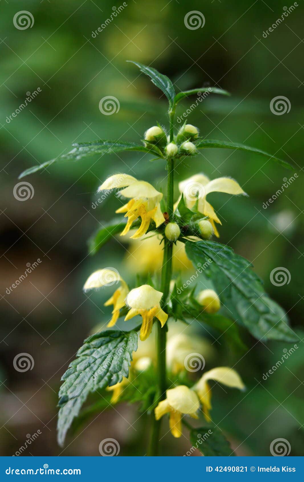 Close-up Portrait of a Flowering Dead Nettle Stock Image - Image of ...