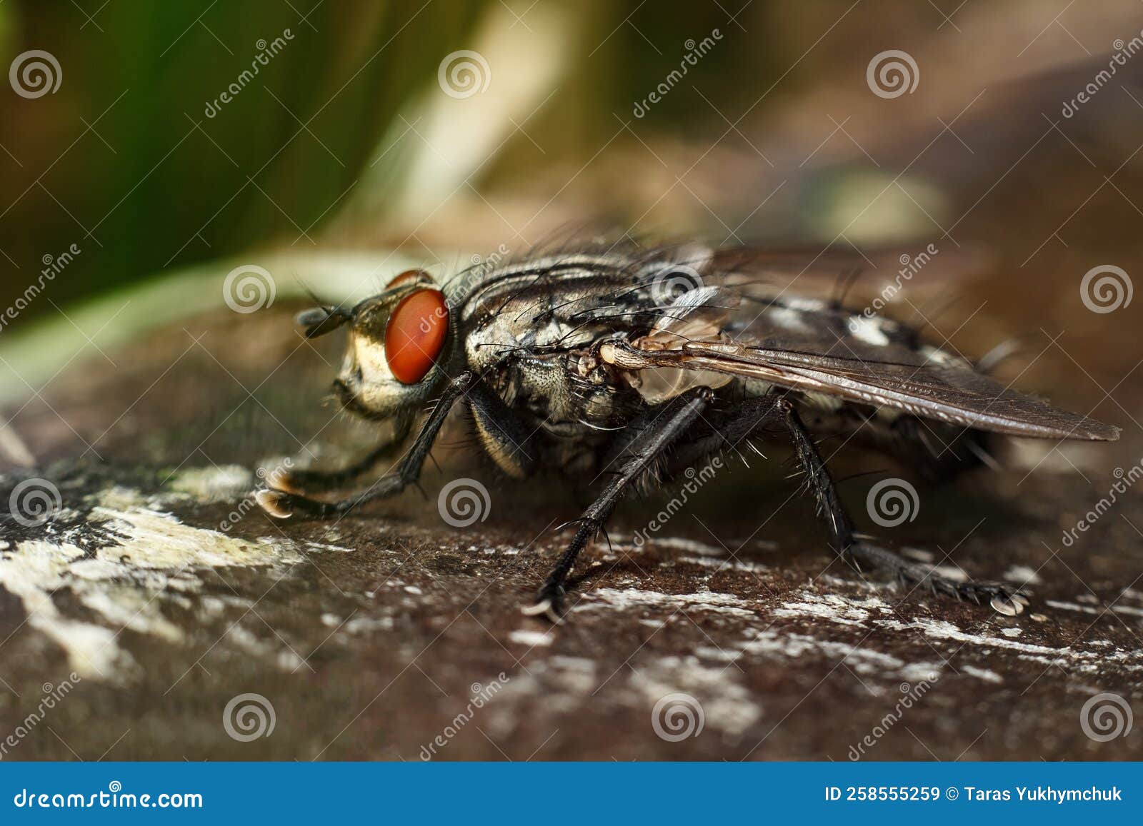 Close-up Portrait of a Fly with Details. a Fly in Nature Stock Image ...