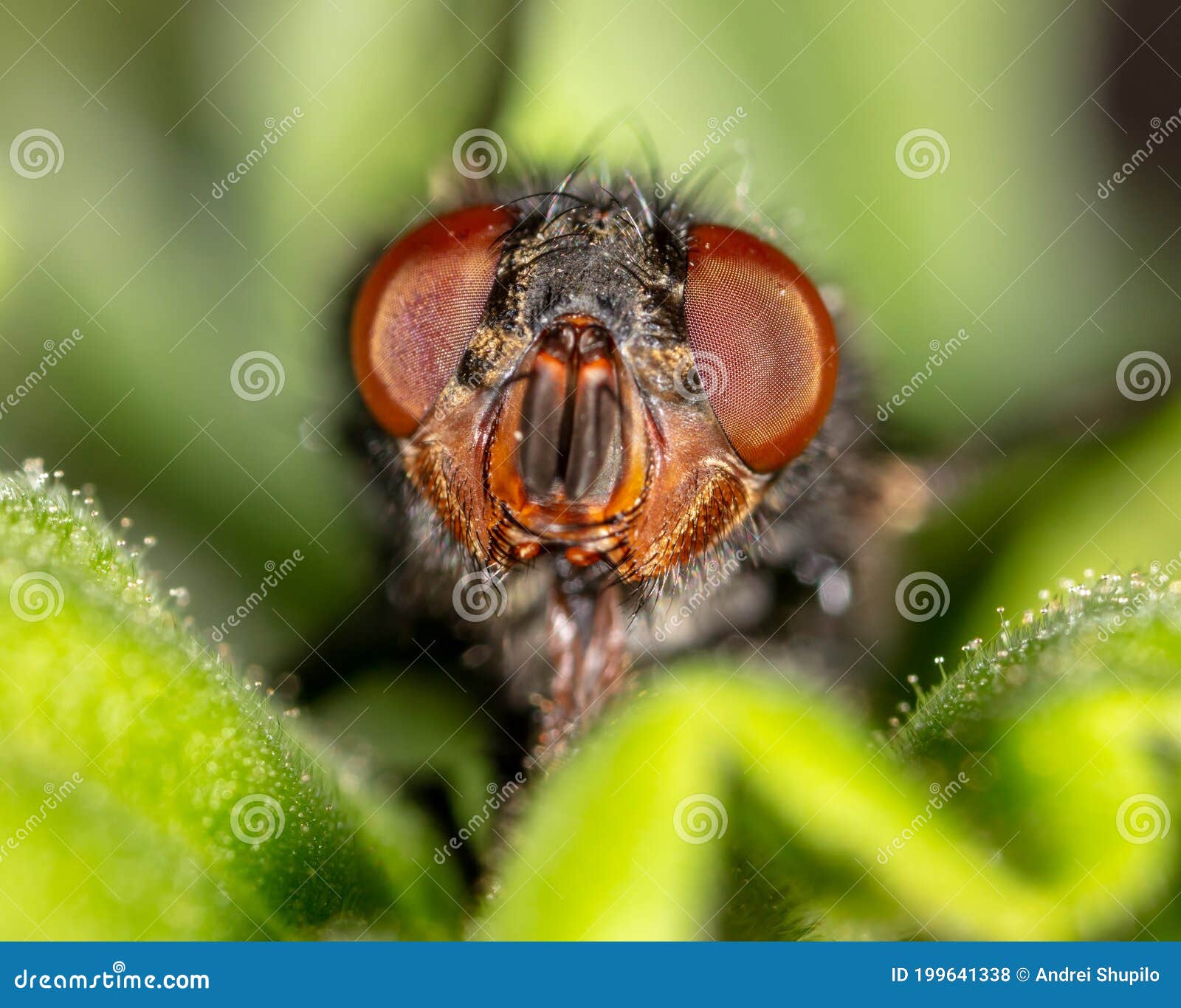 Close-up Portrait of a Fly in Nature Stock Photo - Image of extreme ...