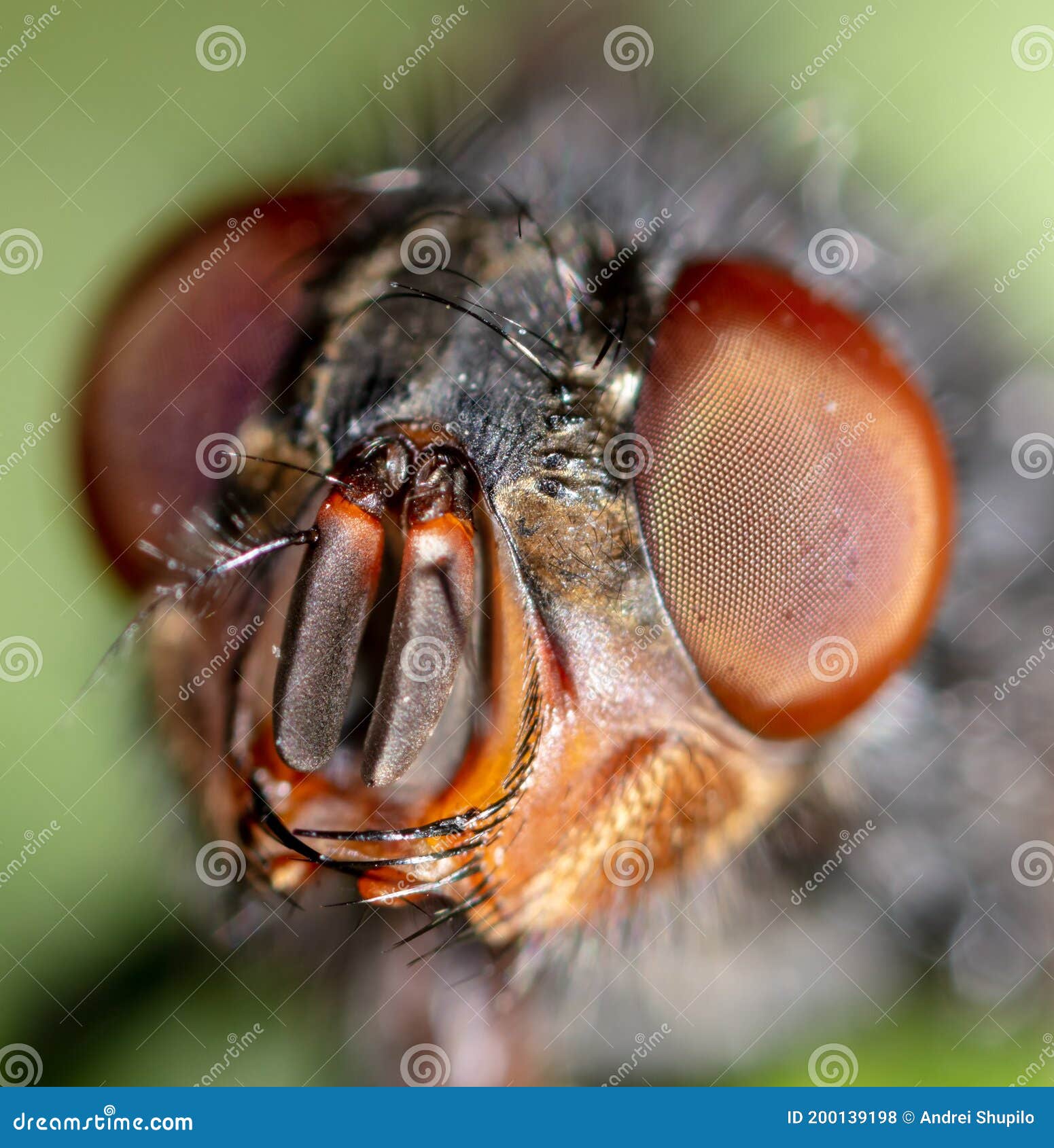 Close-up Portrait of a Fly in Nature Stock Photo - Image of black ...