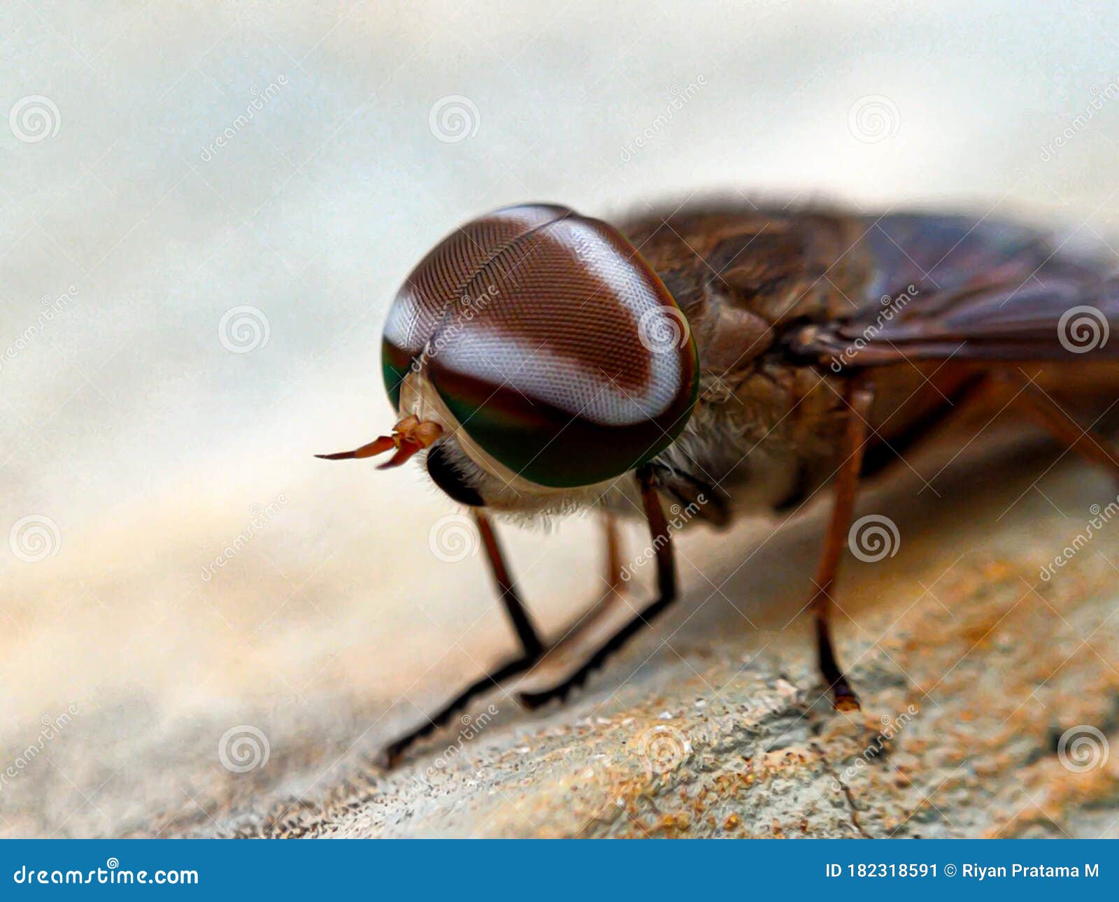 Close-up Portrait of a Fly with a White Head Pattern Stock Image ...