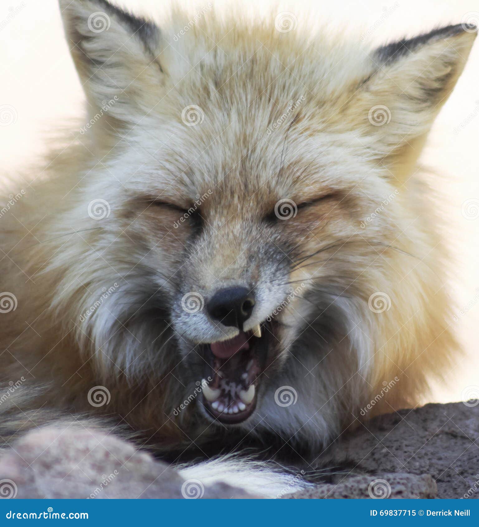 A Close Up Portrait of a Fox Yawning Stock Image - Image of carnivora ...