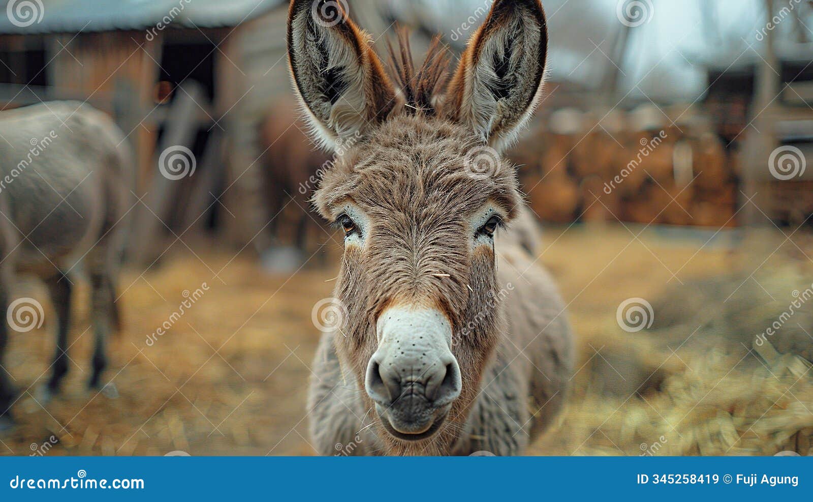 Close Up, Donkey Wearing A Colorful Big Flower Crown. Very Minimalistic ...