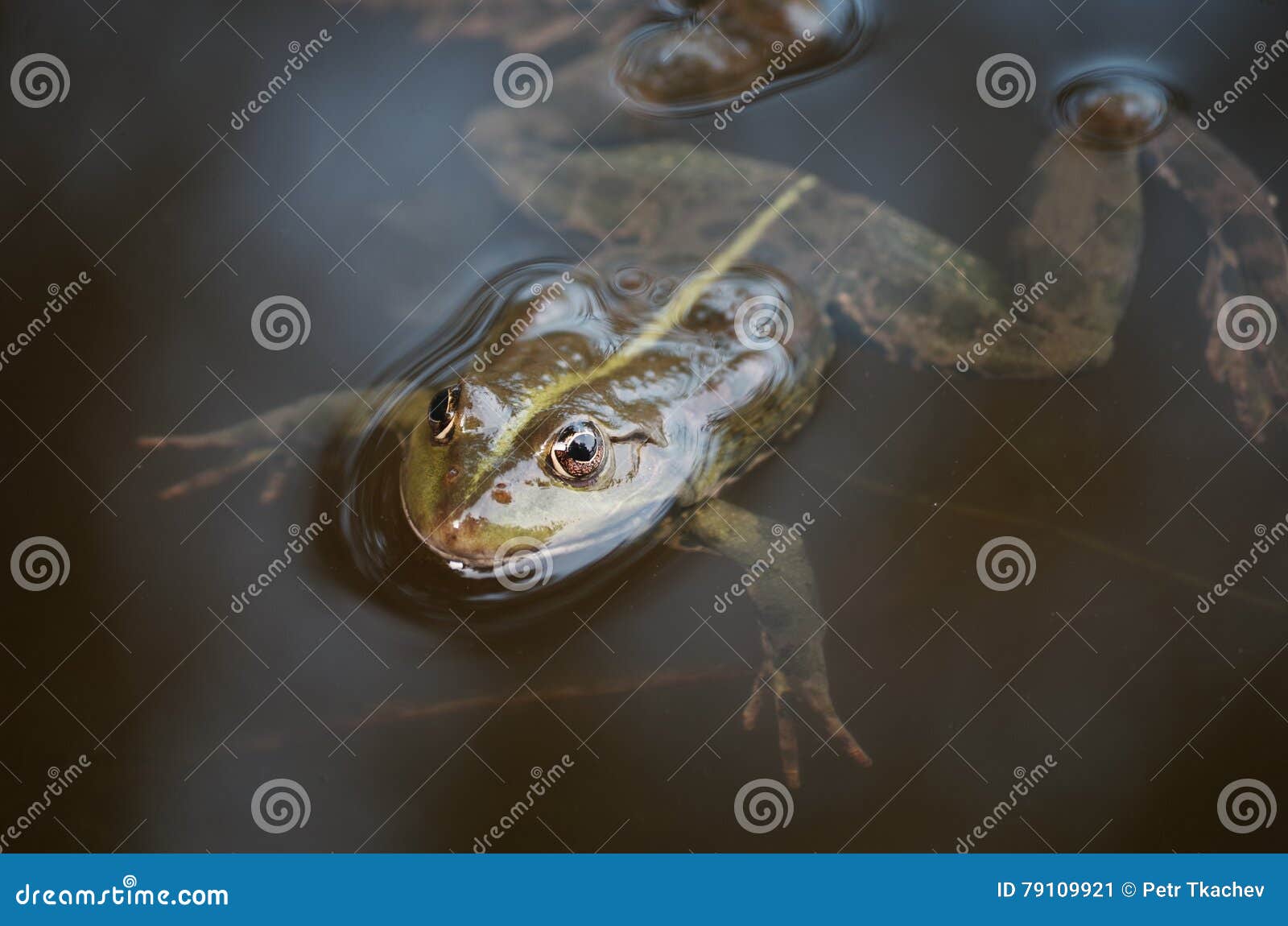 Close-up Portrait of a Frog in Bog Stock Image - Image of amphibia ...