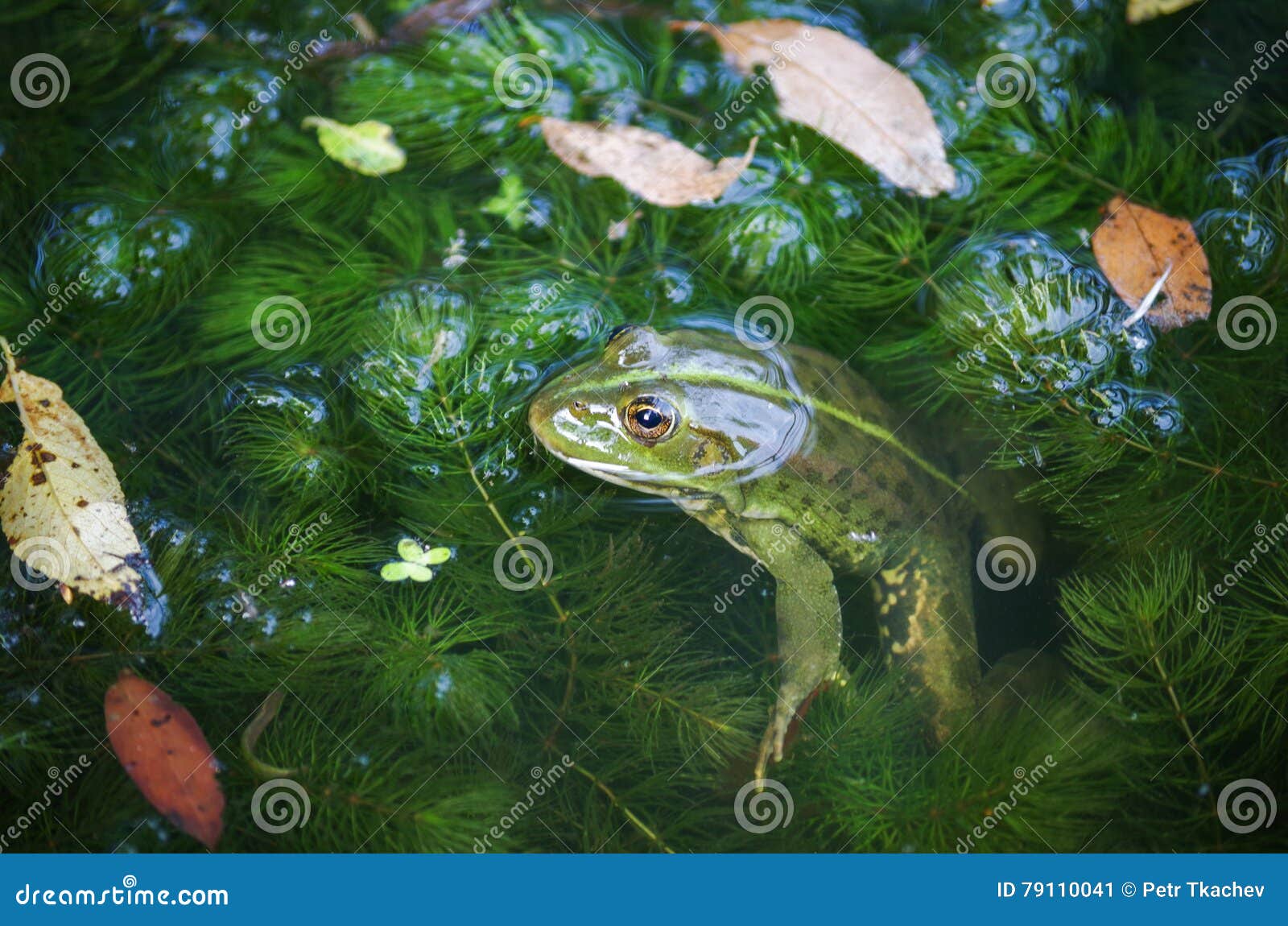 Close-up Portrait of a Frog in Bog Stock Image - Image of detail ...