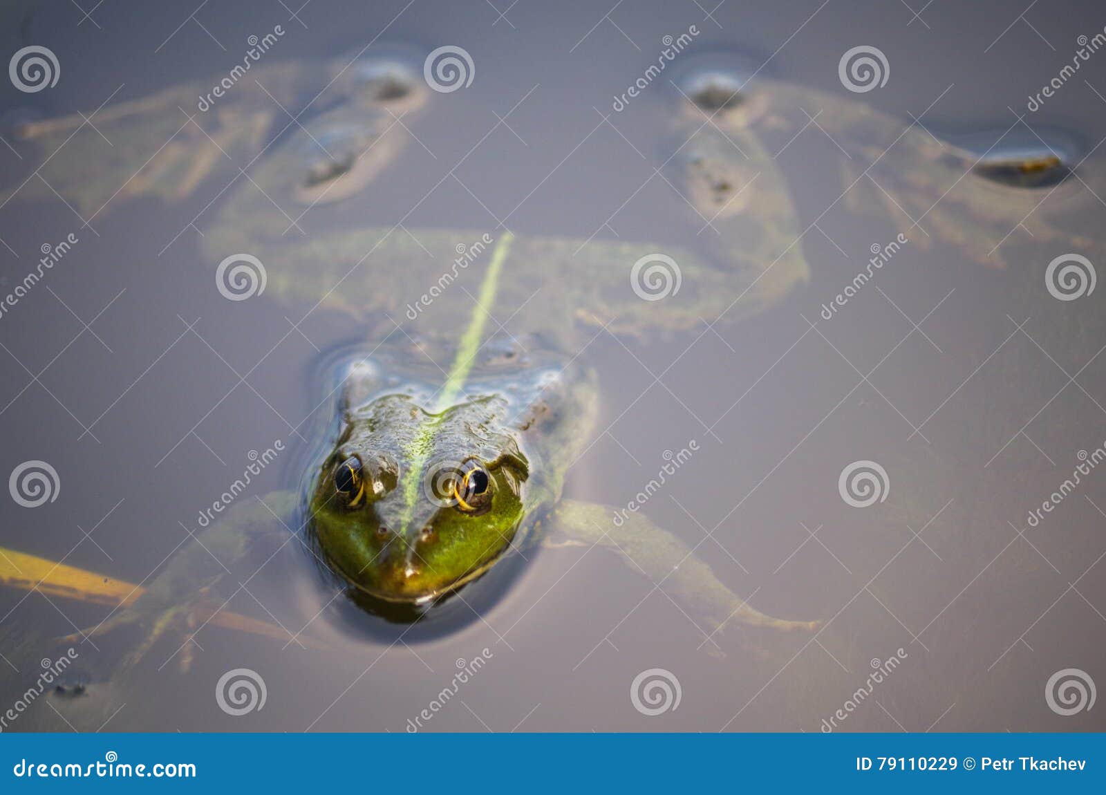 Close-up Portrait of a Frog in Bog Stock Image - Image of close, animal ...