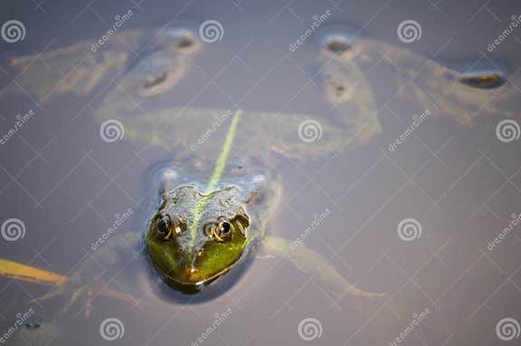Close-up Portrait of a Frog in Bog Stock Image - Image of close, animal ...
