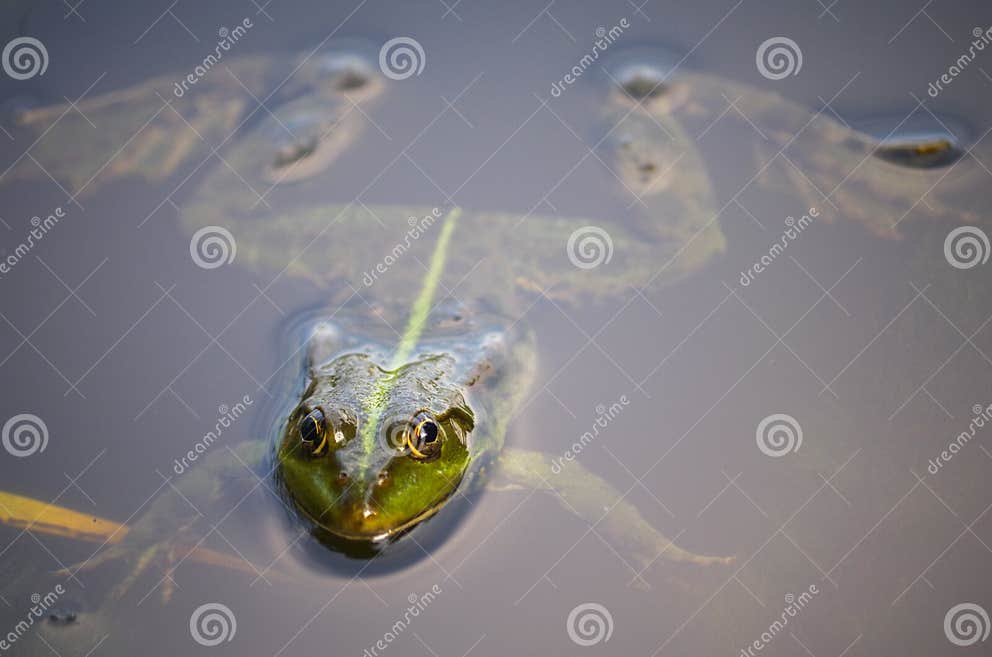 Close-up Portrait of a Frog in Bog Stock Image - Image of close, animal ...