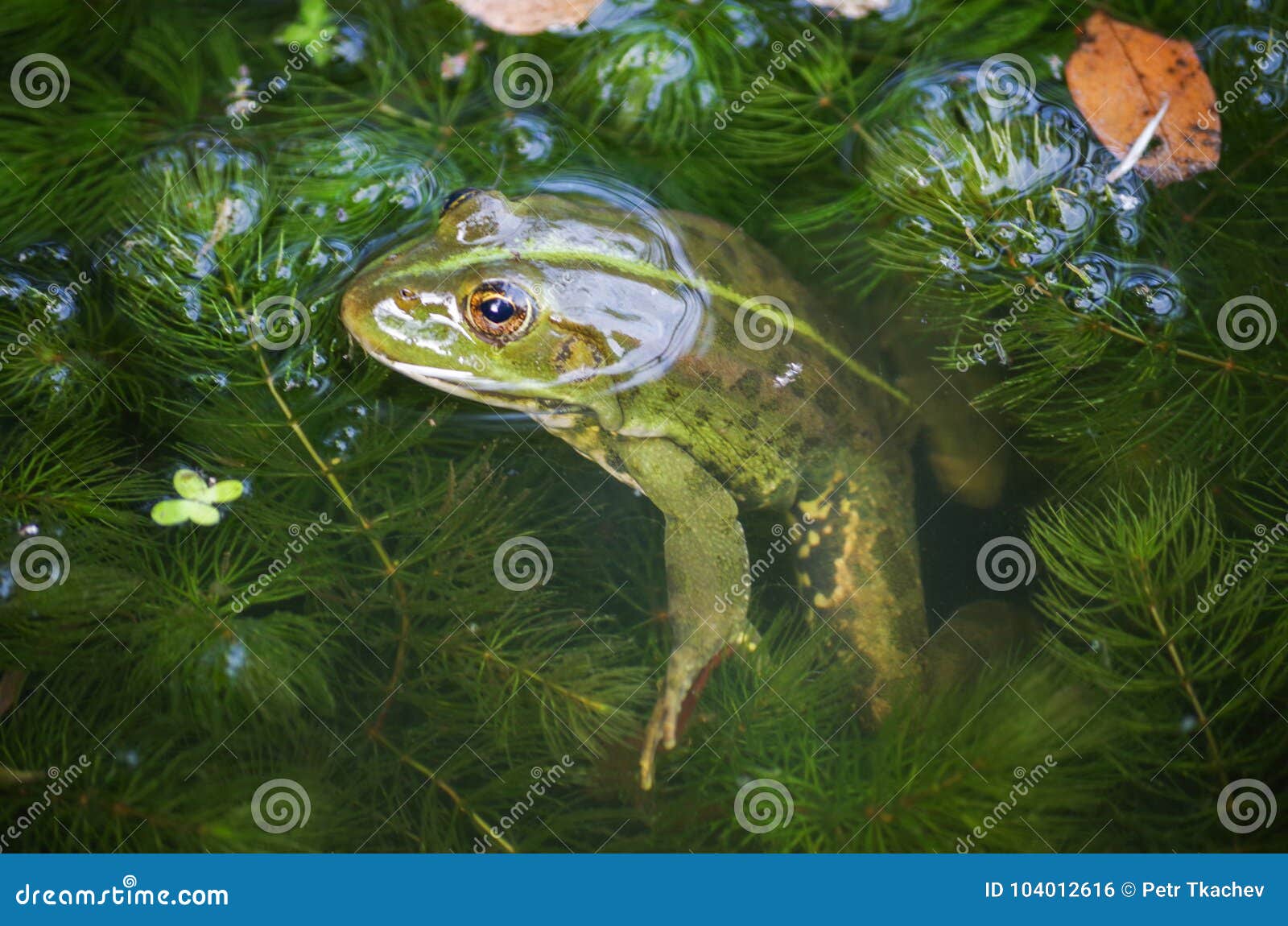 Close-up Portrait of a Frog and Insects in Bog Stock Photo - Image of ...