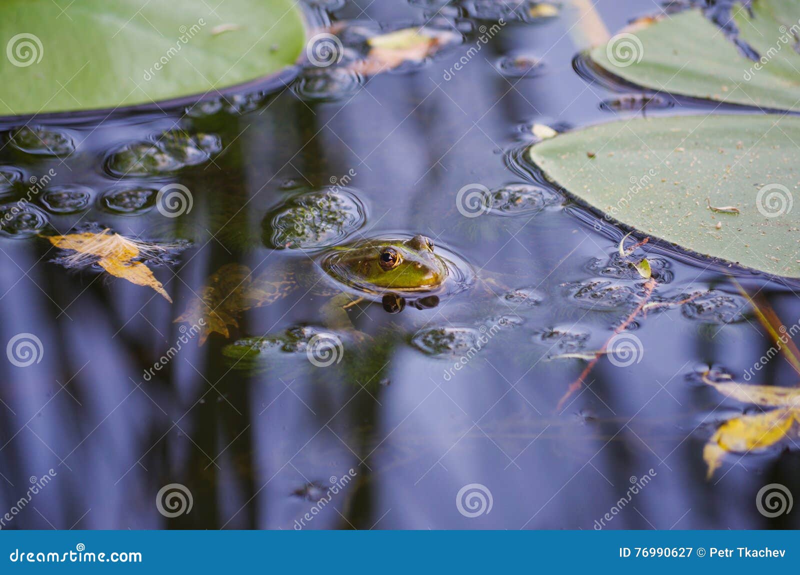 Close-up Portrait of a Frog and Insects in Bog Stock Image - Image of ...