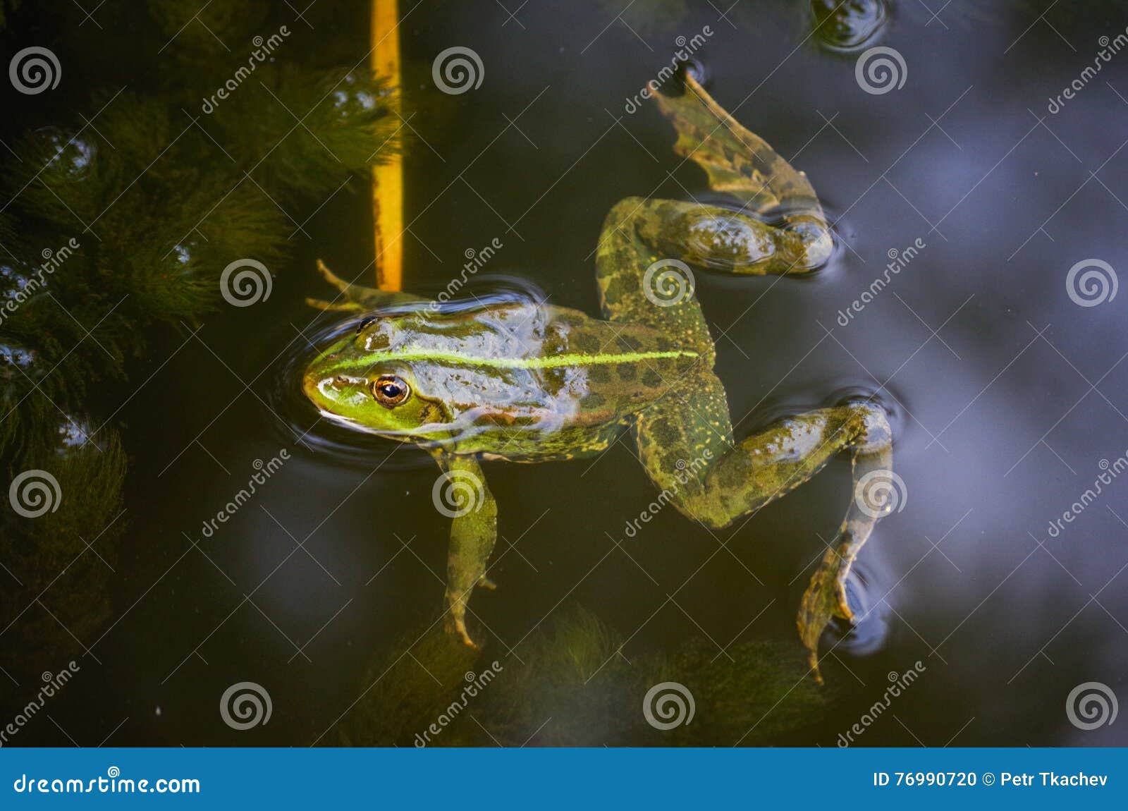 Close-up Portrait of a Frog and Insects in Bog Stock Photo - Image of ...