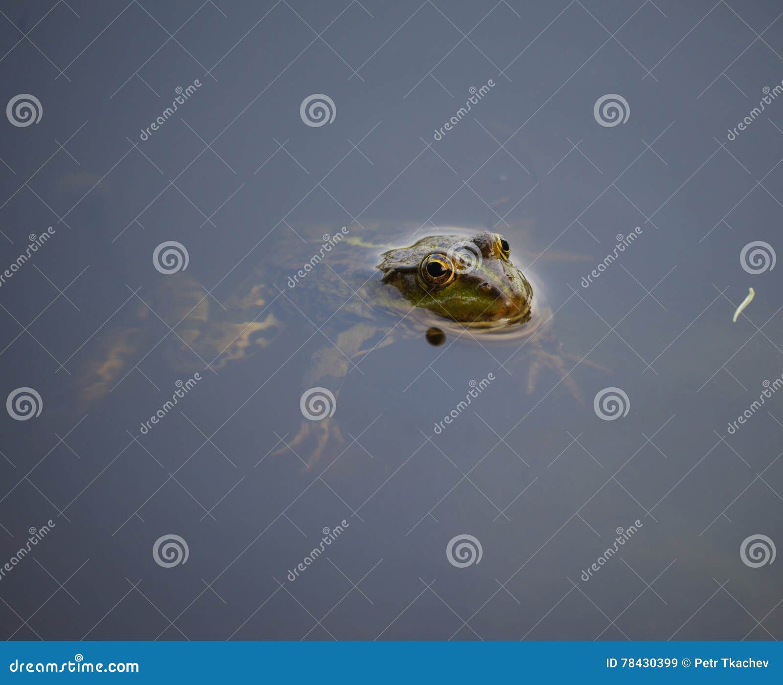 Close-up Portrait of a Frog and Insects in Bog Stock Image - Image of ...