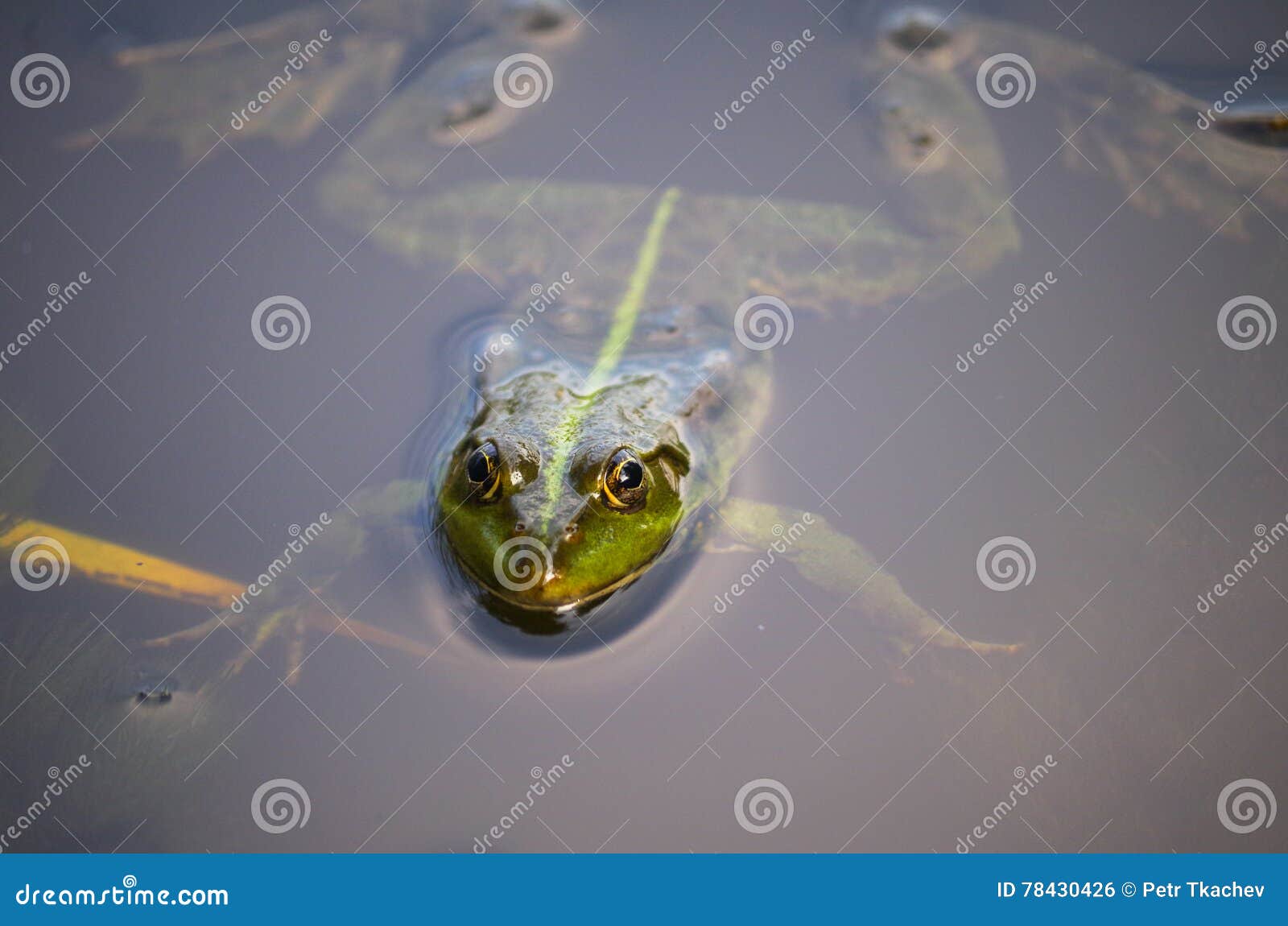 Close-up Portrait of a Frog and Insects in Bog Stock Photo - Image of ...