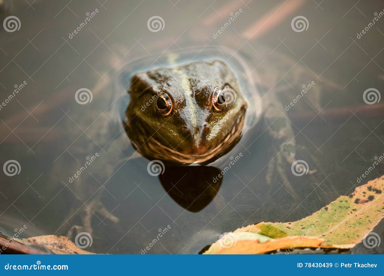 Close-up Portrait of a Frog and Insects in Bog Stock Image - Image of ...