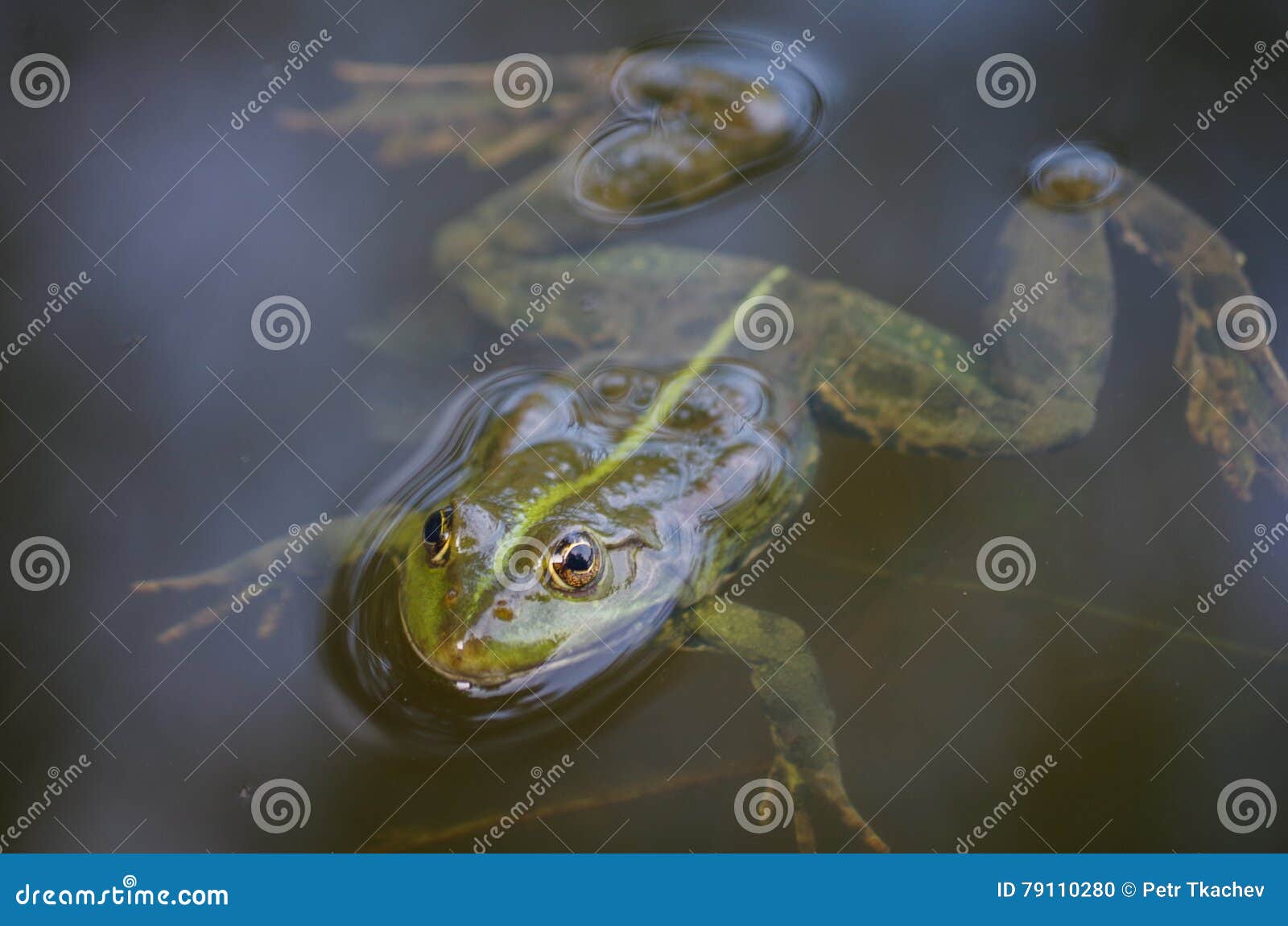 Close-up Portrait of a Frog and Insects in Bog Stock Photo - Image of ...