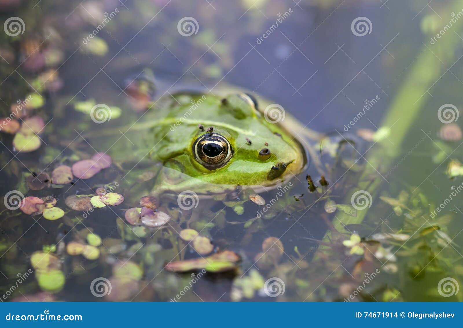 Close-up Portrait Frog and Insects in a Swamp Stock Photo - Image of ...