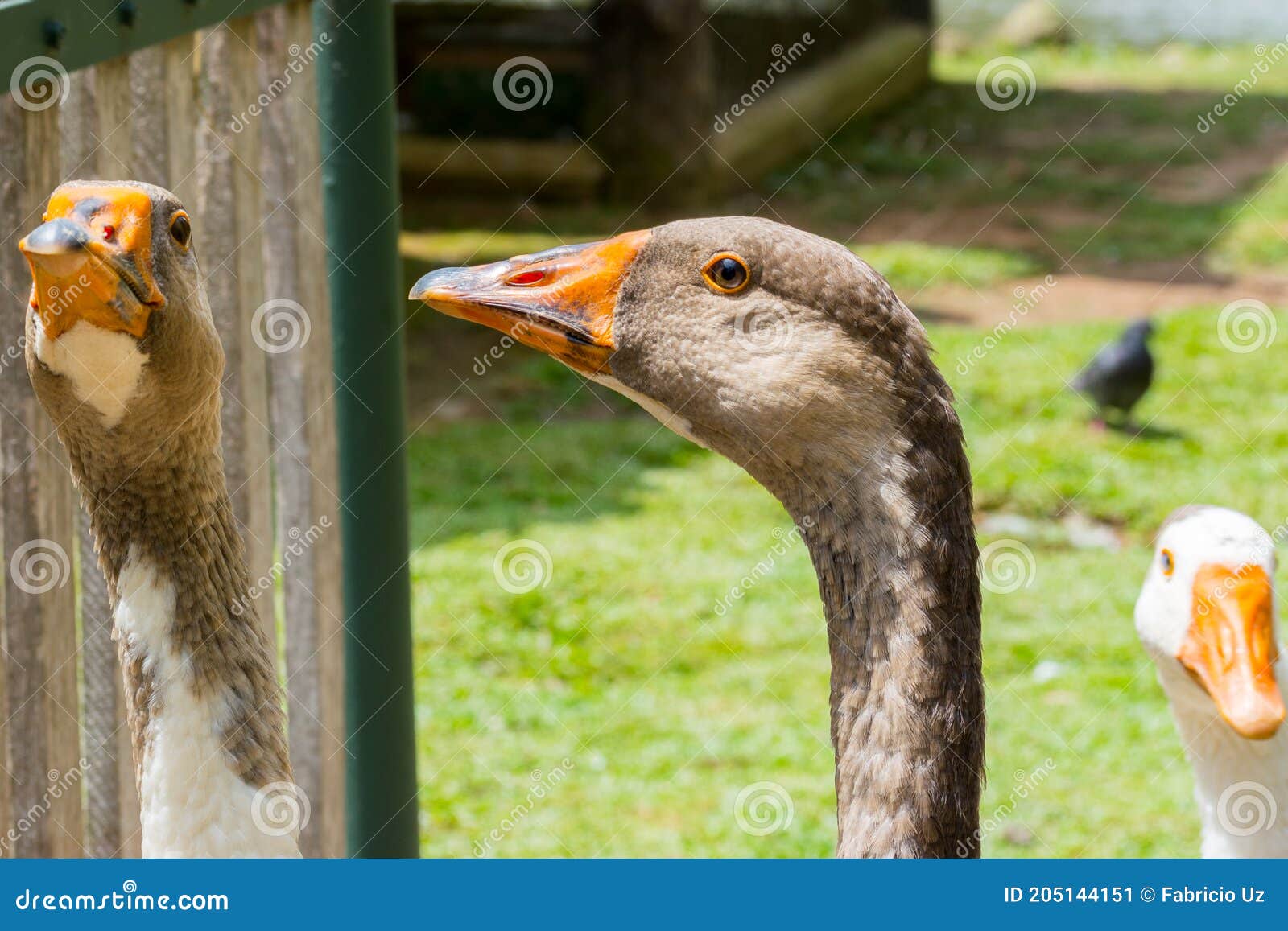 Close up portrait of geese stock image. Image of domesticated - 205144151