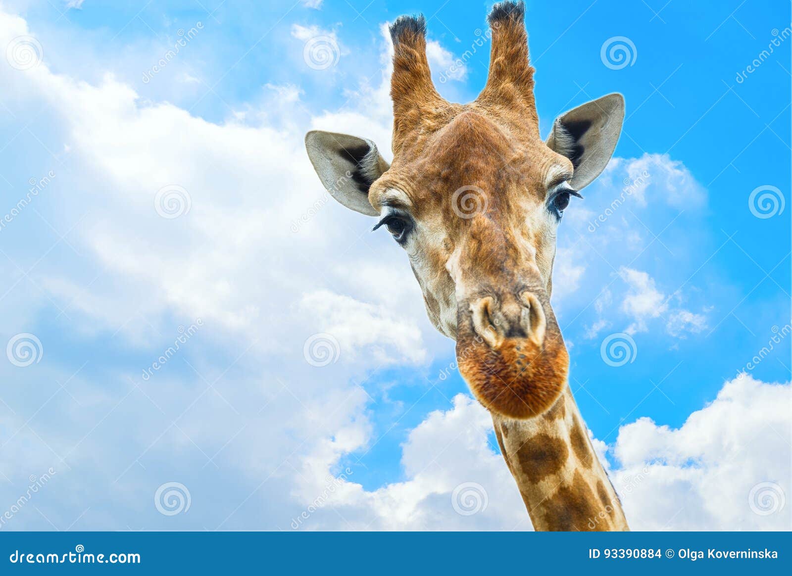 Close-up Portrait of a Giraffe Over Blue Sky with White Clouds Stock ...