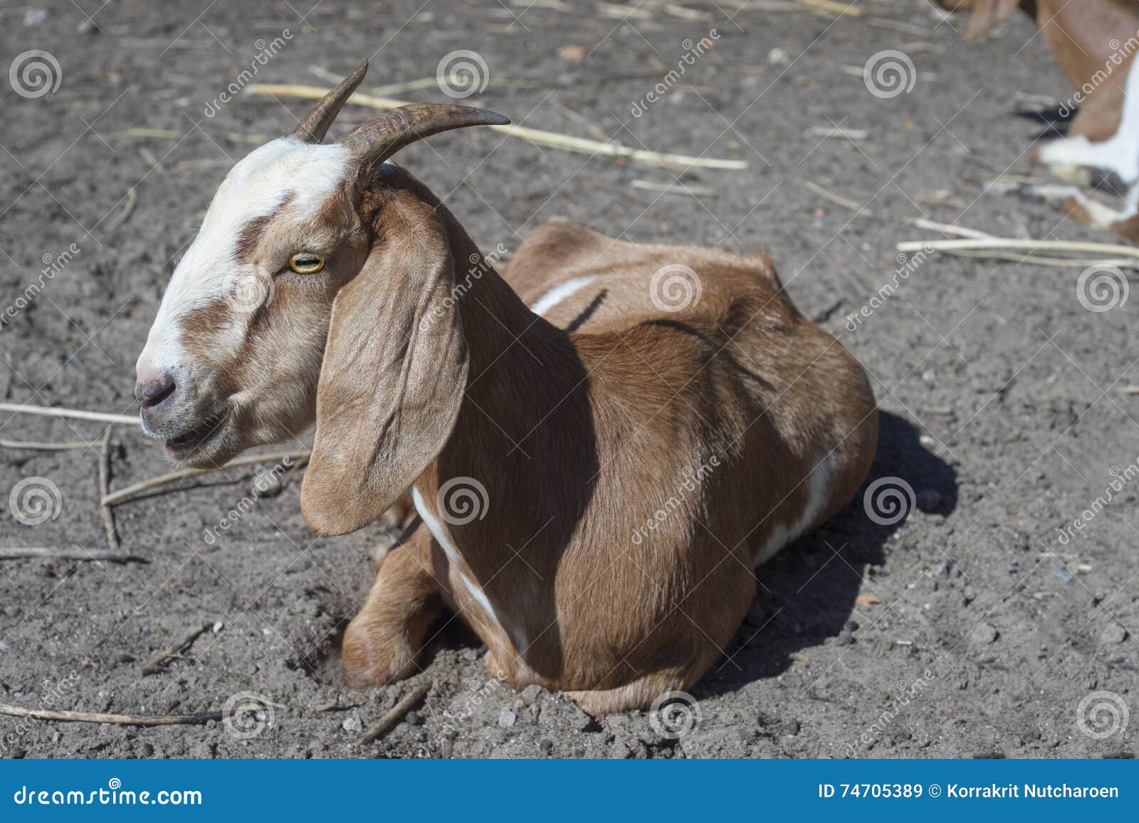 Close Up Portrait of Goat Laying on a Field,selective Focus Stock Image ...